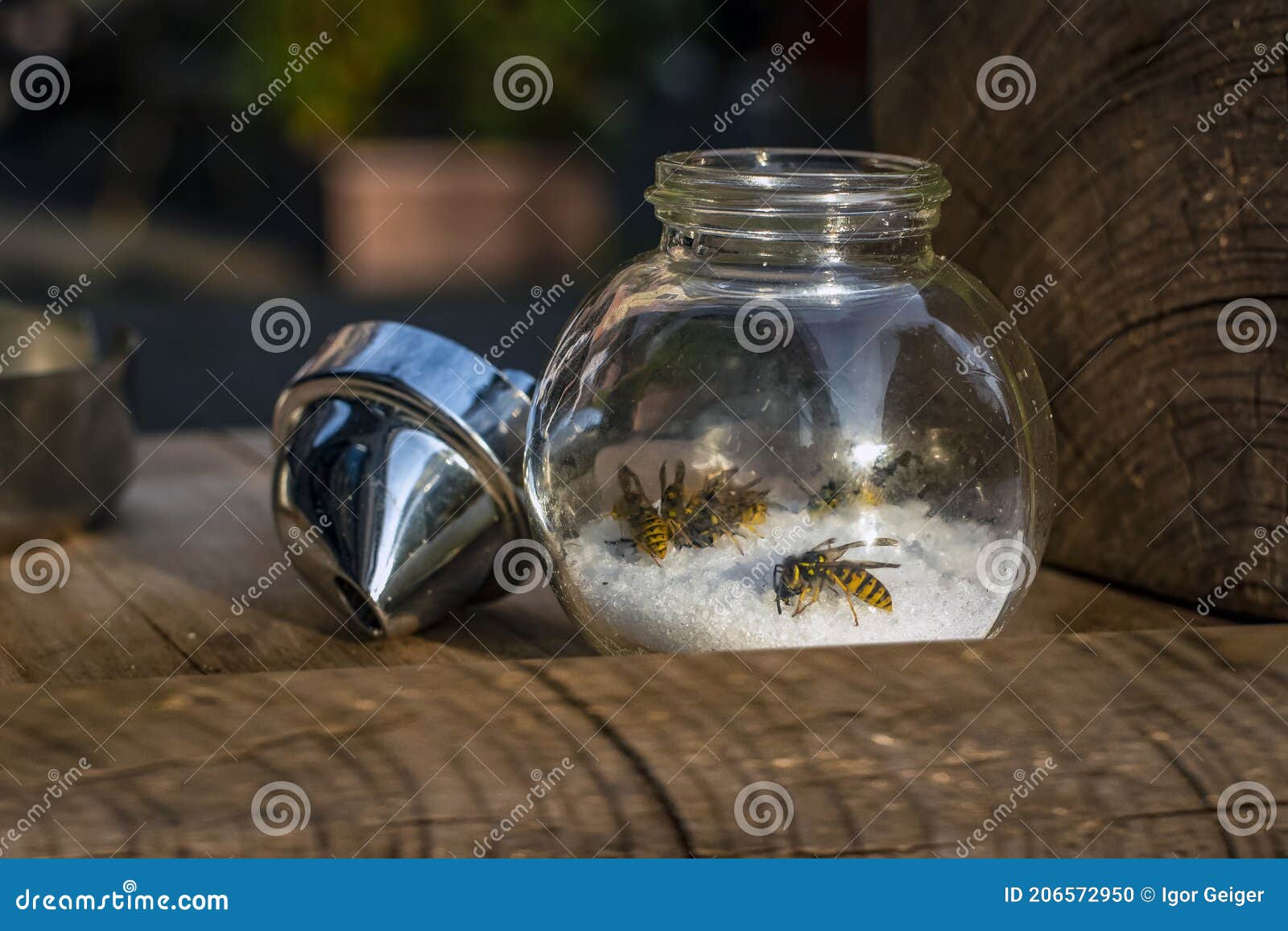 Wasps in a Glass Jar with Sugar Stock Photo - Image of insects, sugar ...