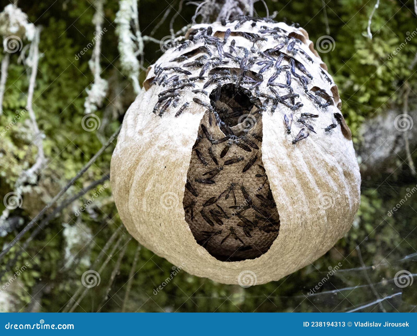 Wasps Guard a Large Spherical Nest with Combs. Costa Rica Stock Image ...