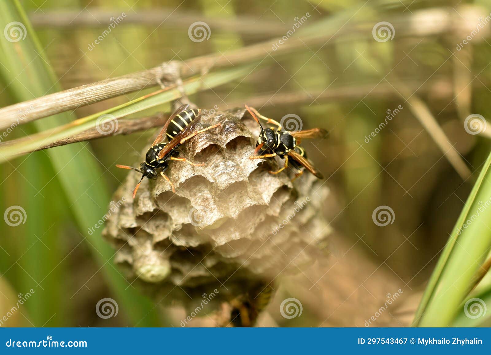 Wasp nest with wasps. stock image. Image of nest, predator - 297543467