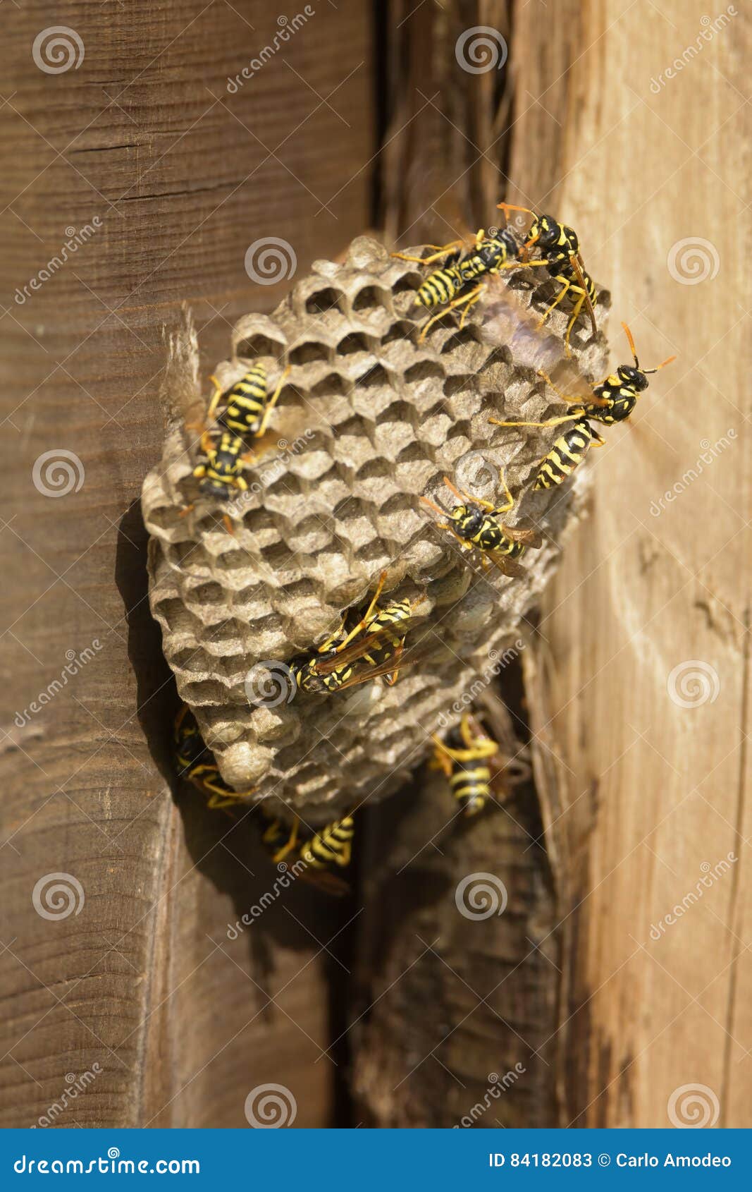 Wasps hive stock image. Image of hexagon, wasp, danger - 84182083