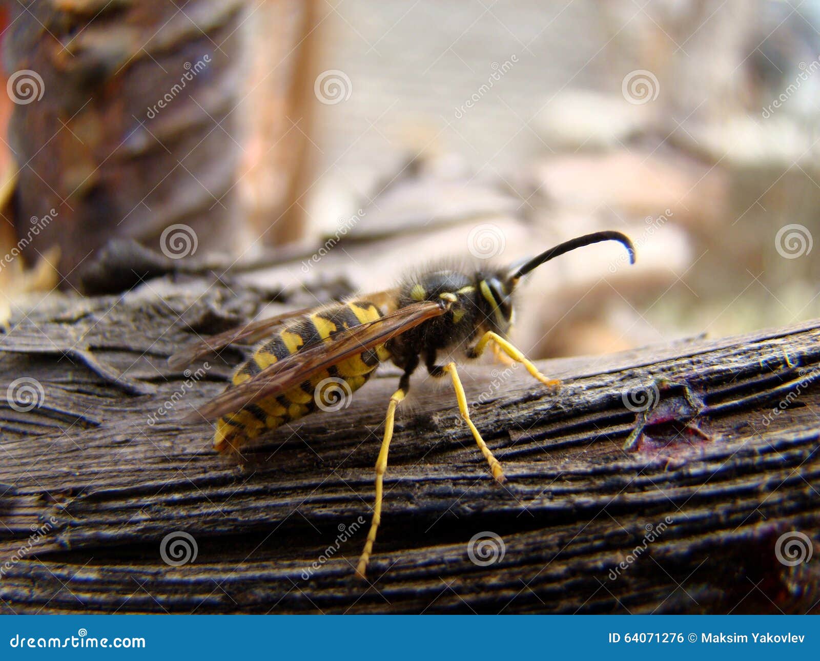 Wasps stock photo. Image of wasp, insects, biting, predatory - 64071276