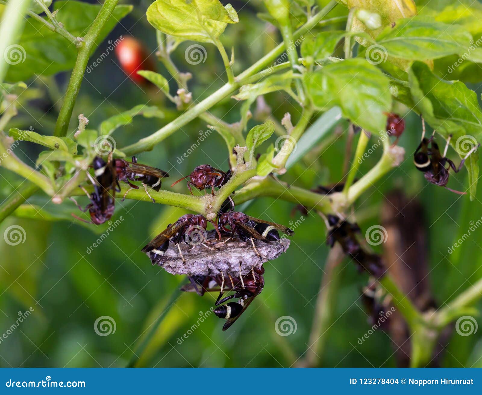 The Wasps Make a Nest for Embryo on Chilly Tree Stock Photo - Image of ...