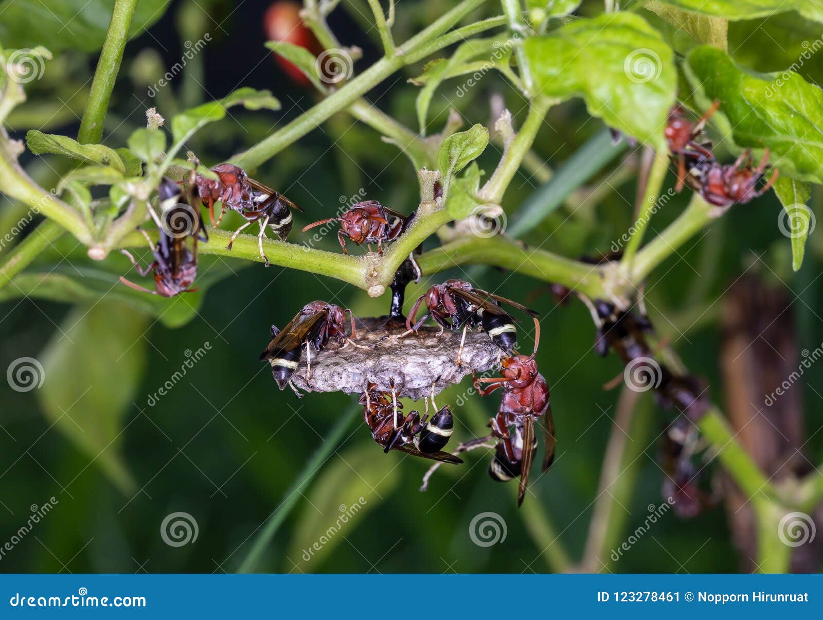 The Wasps Make a Nest for Embryo on Chilly Tree Stock Image - Image of ...