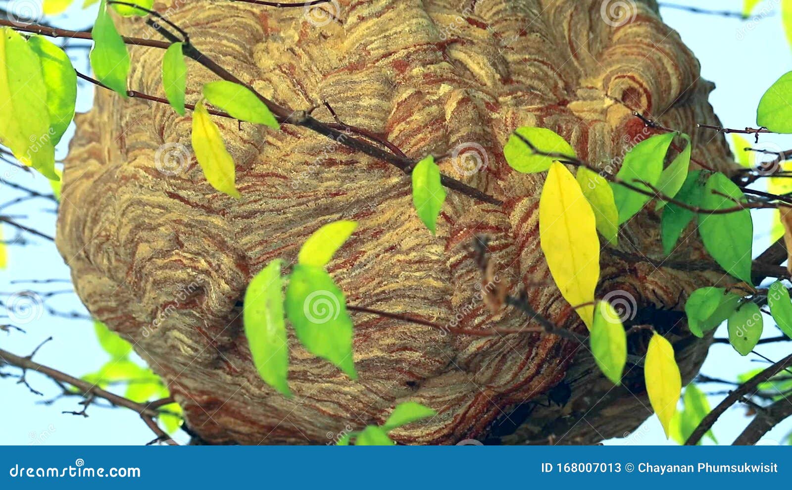 Wasps Make a Nest on a Tree in Garden, Caution, Do Not Approach and Hit ...