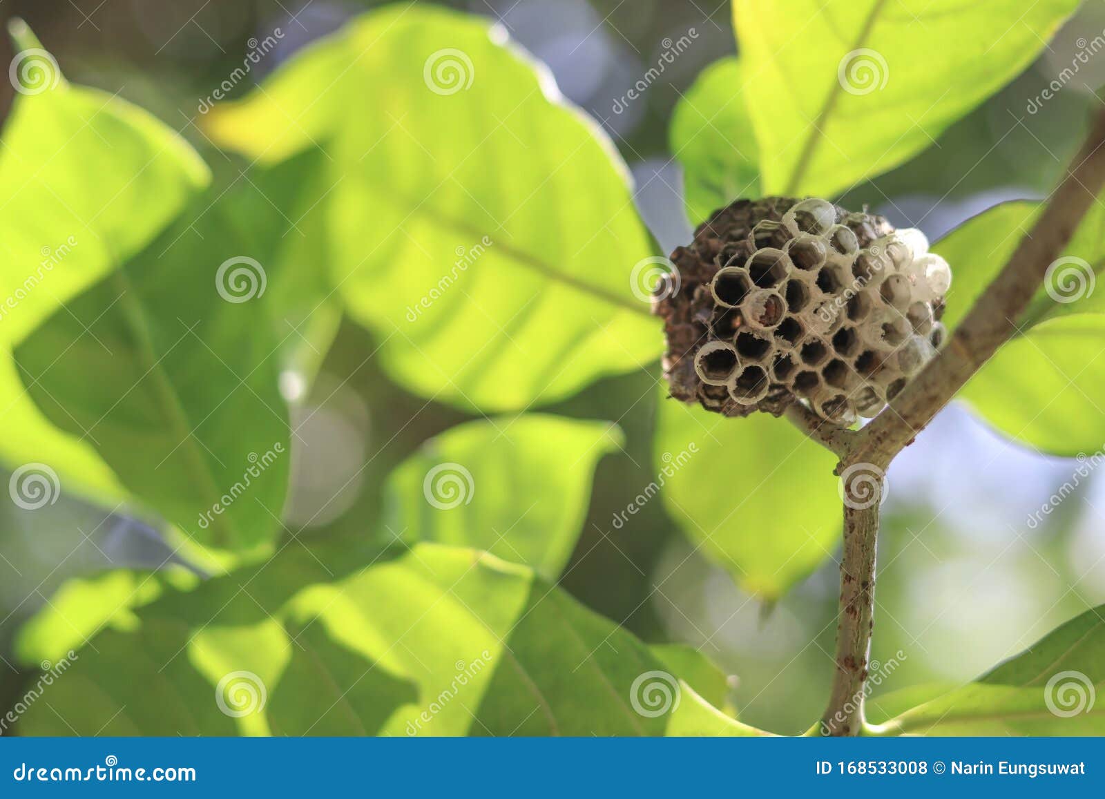 Wasps` Nest on the Branches of the Tree. Stock Photo - Image of hornet ...