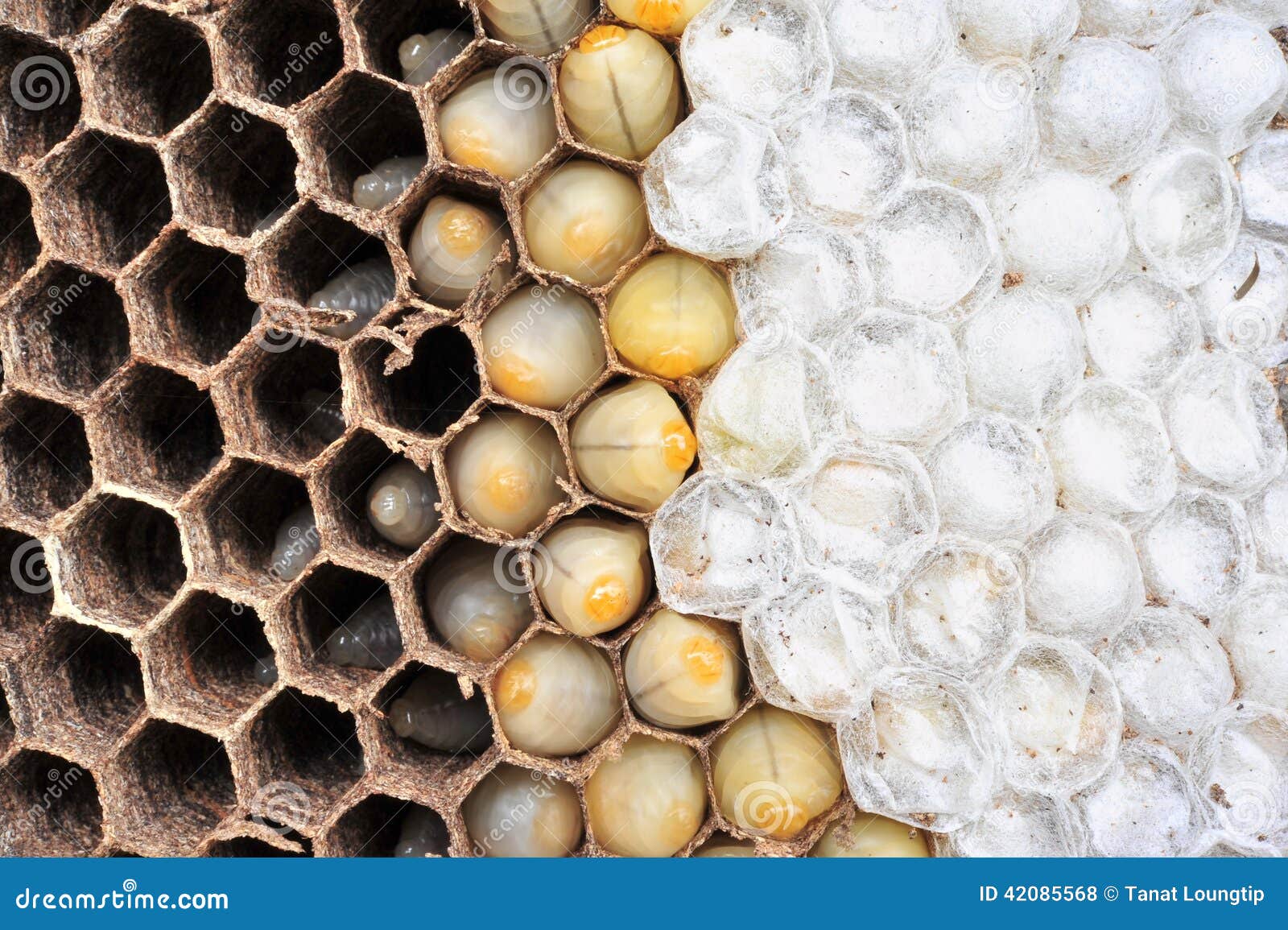 Wasps Hatch Stock Photos - Free & Royalty-Free Stock Photos from Dreamstime