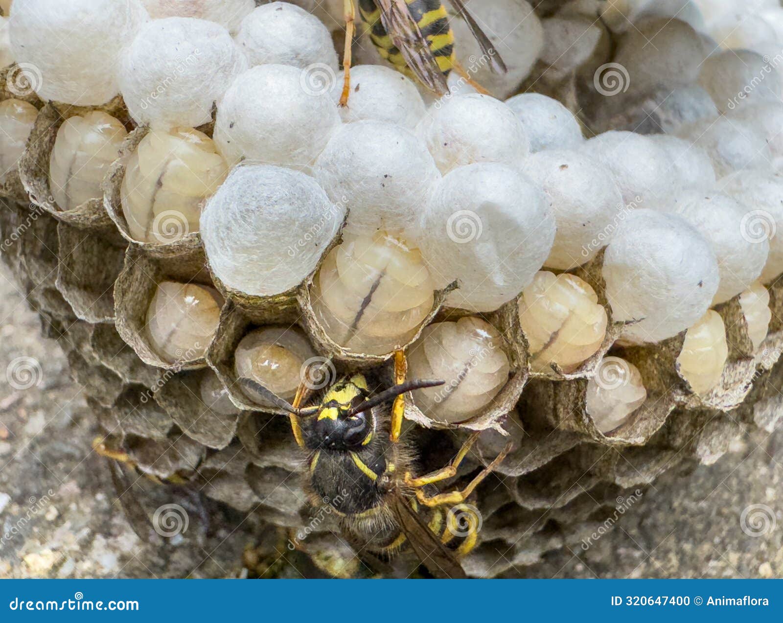 Wasps in the Nest Hatching the Young Stock Photo - Image of inside ...