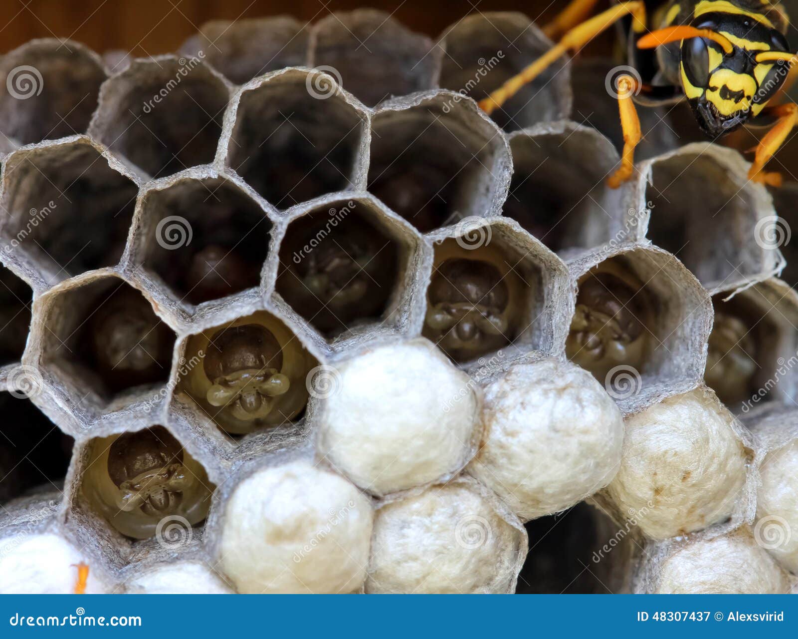 Wasps nest with larva stock image. Image of edges, closeup - 48307437
