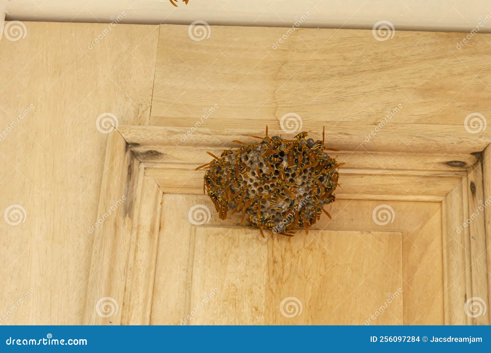 Wasps on Nest stock photo. Image of insect, arthropoda - 256097284