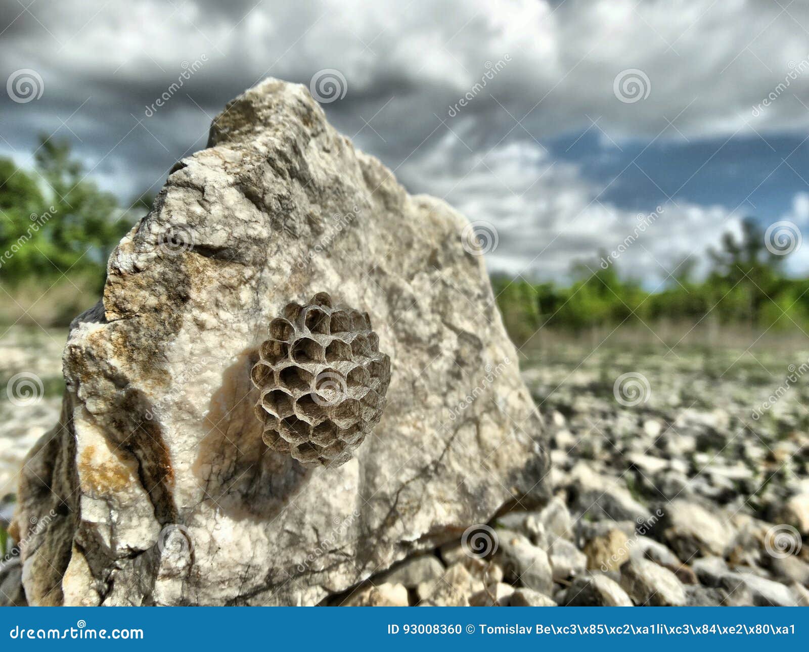 Wasps nest stock photo. Image of waspnest, empty, nature - 93008360