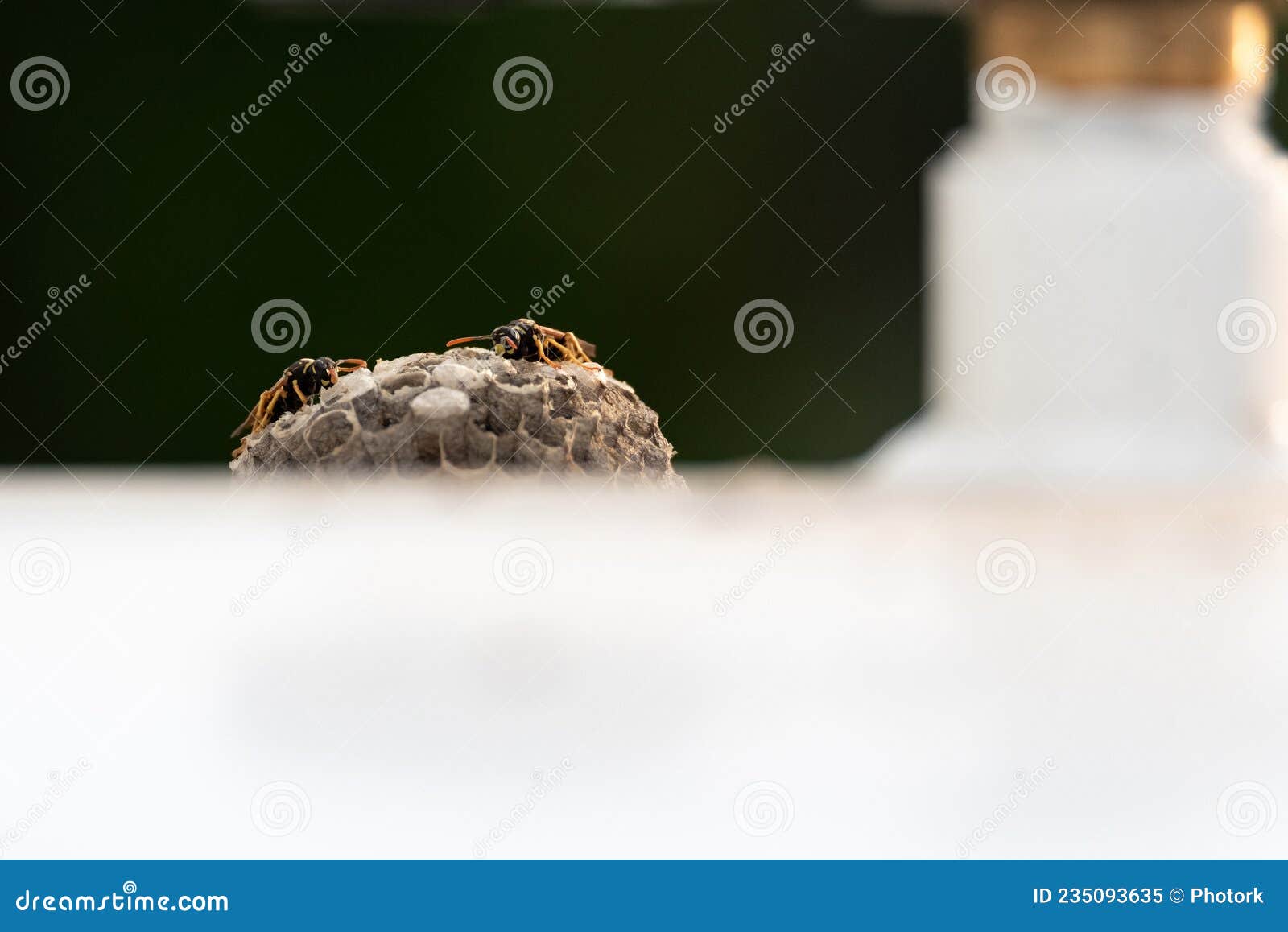 Wasps in the Nest. a Small Insect Nest with Many Cells Stock Image ...