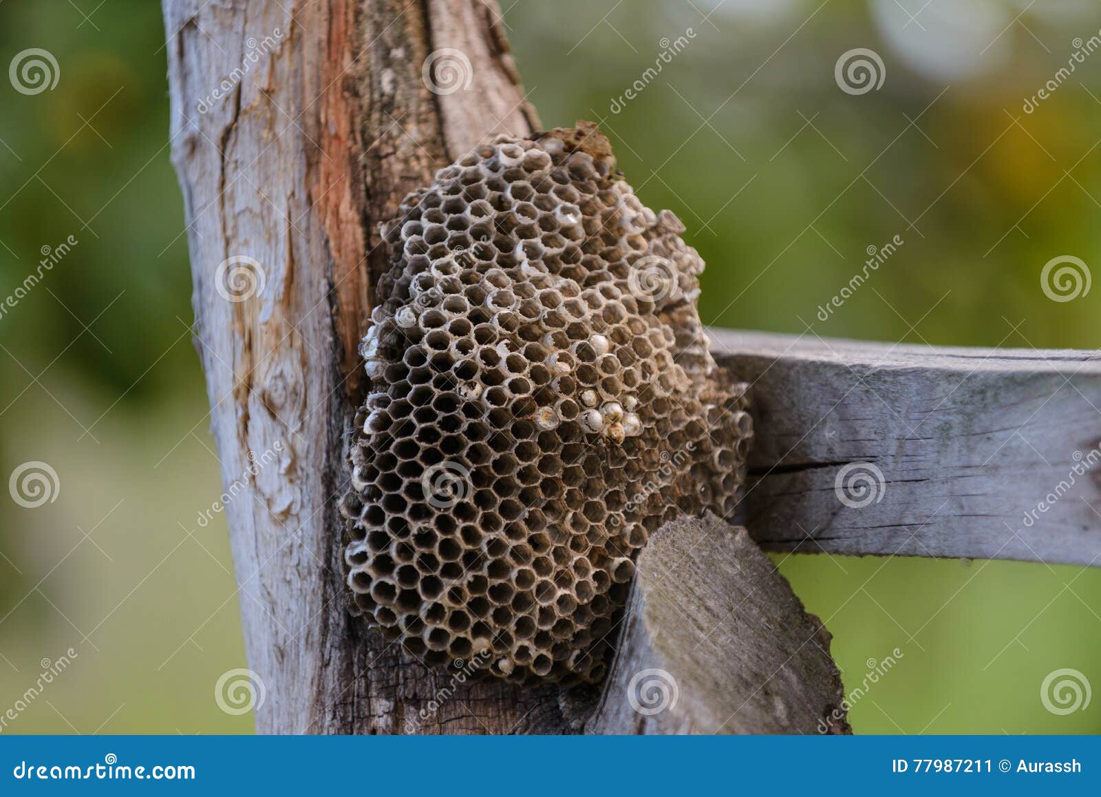 Wasps nest on tree stock image. Image of pest, insect - 77987211