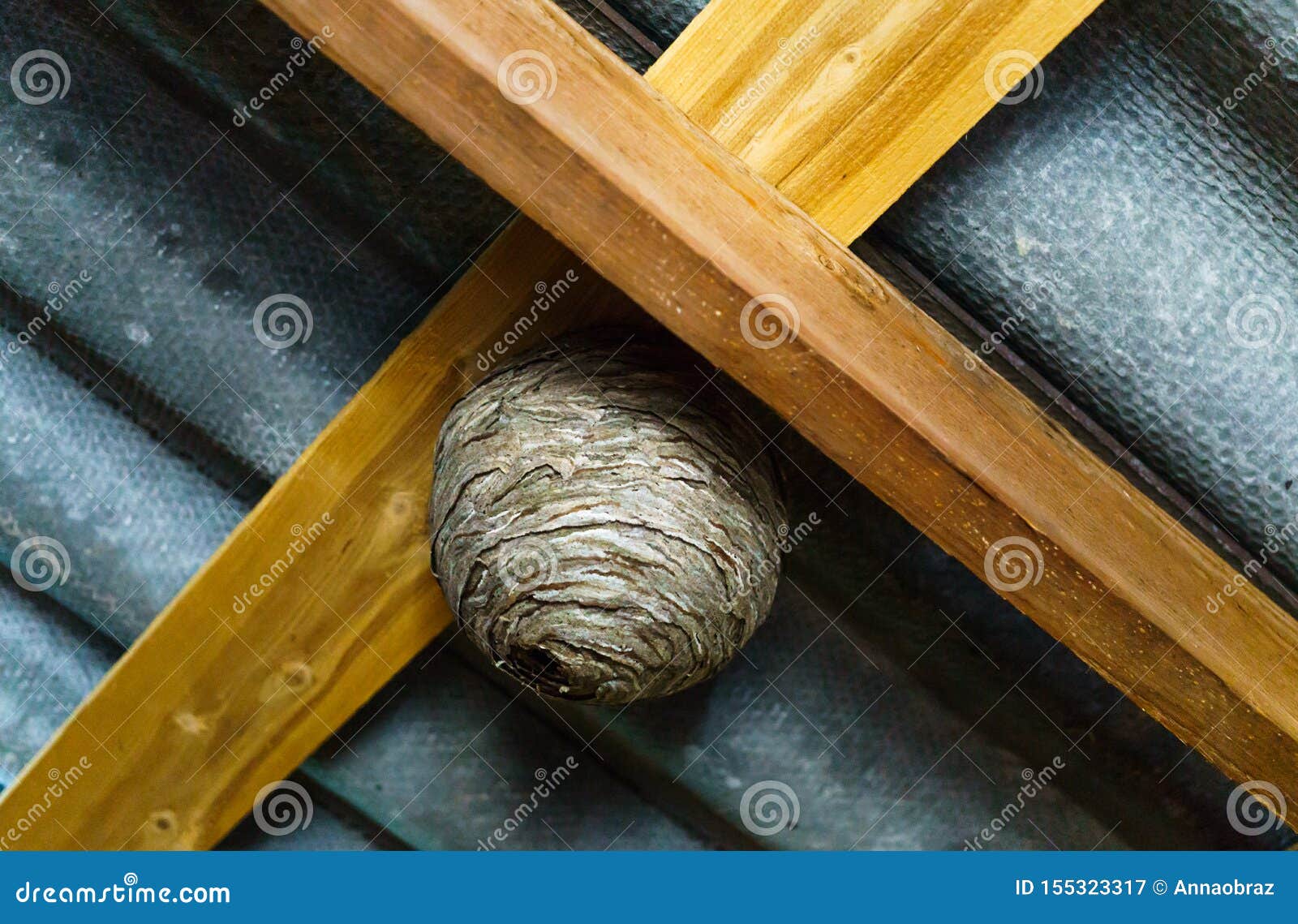 Wasps Nest, Twisted Under the Roof in the Barn Stock Image - Image of ...