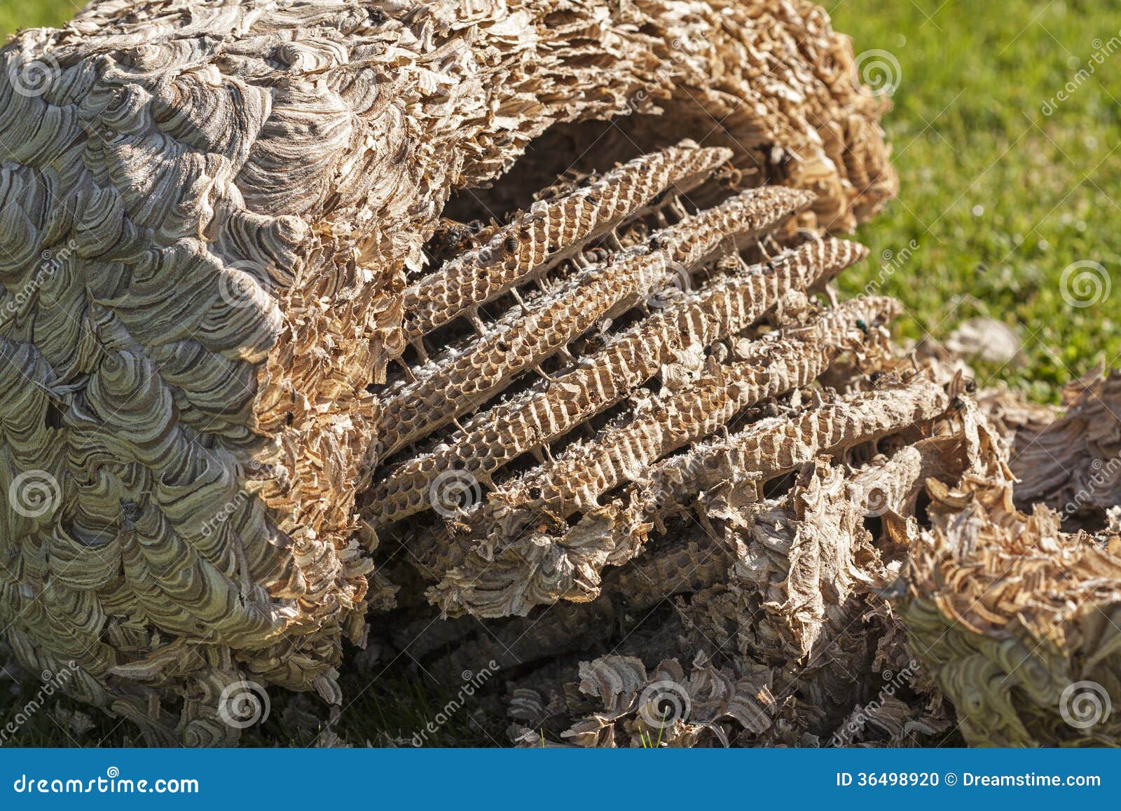 Wasps Nest stock photo. Image of nest, wasps, comb, insects - 36498920