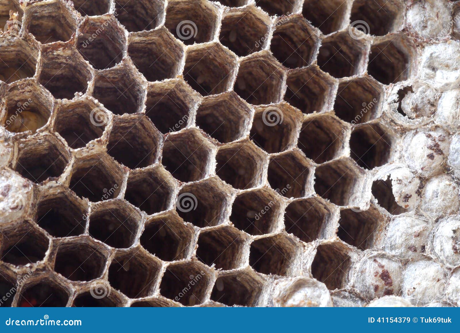 Wasps nest stock image. Image of pupate, hole, caterpillars - 41154379