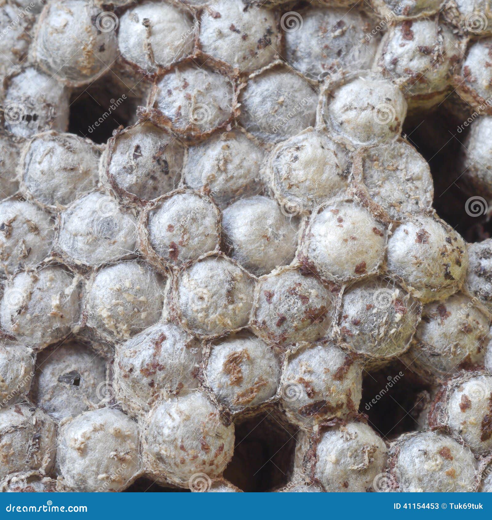 Wasps nest stock image. Image of pupate, building, larvae - 41154453