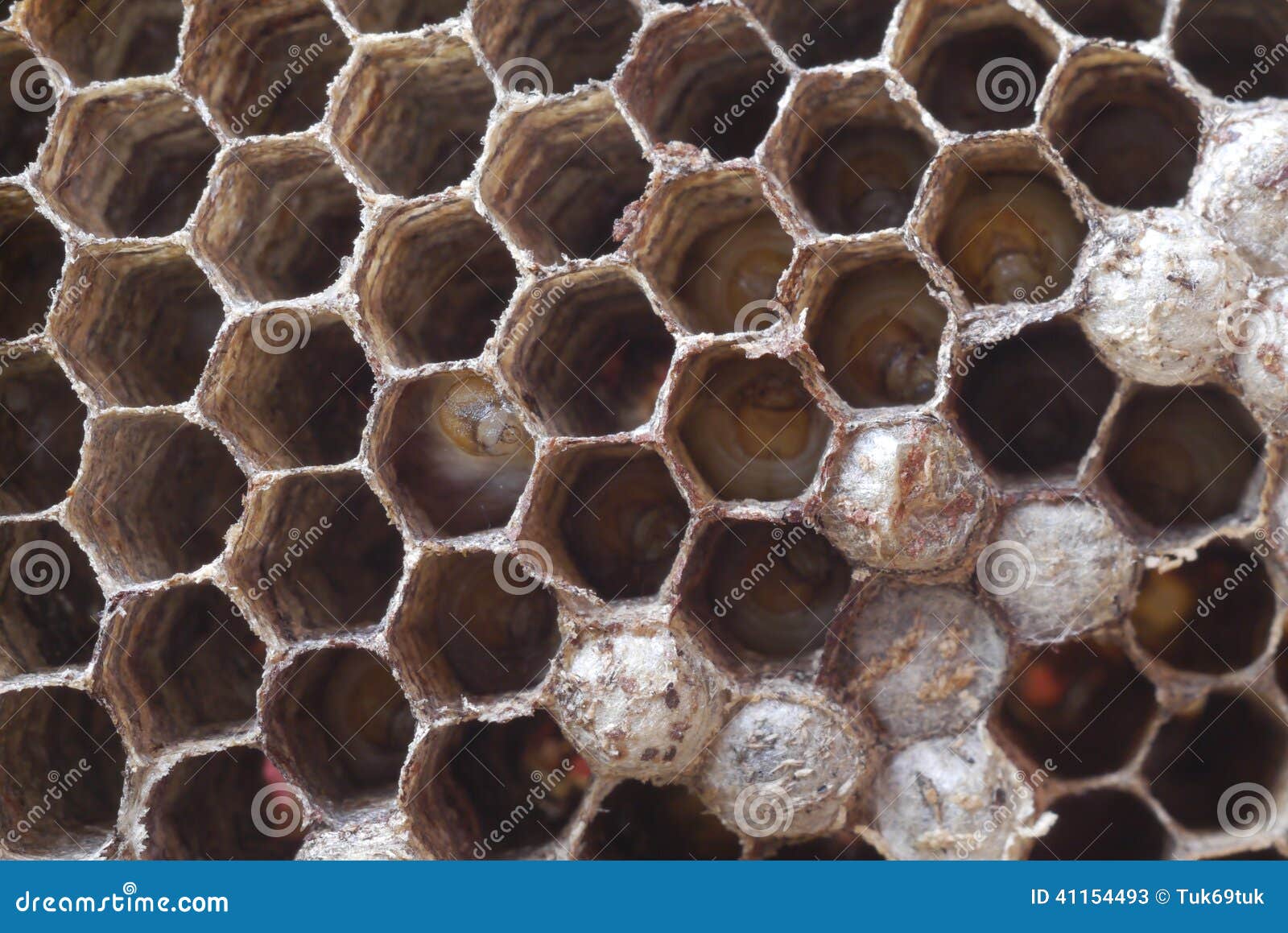 Wasps nest stock image. Image of larvae, constructing - 41154493