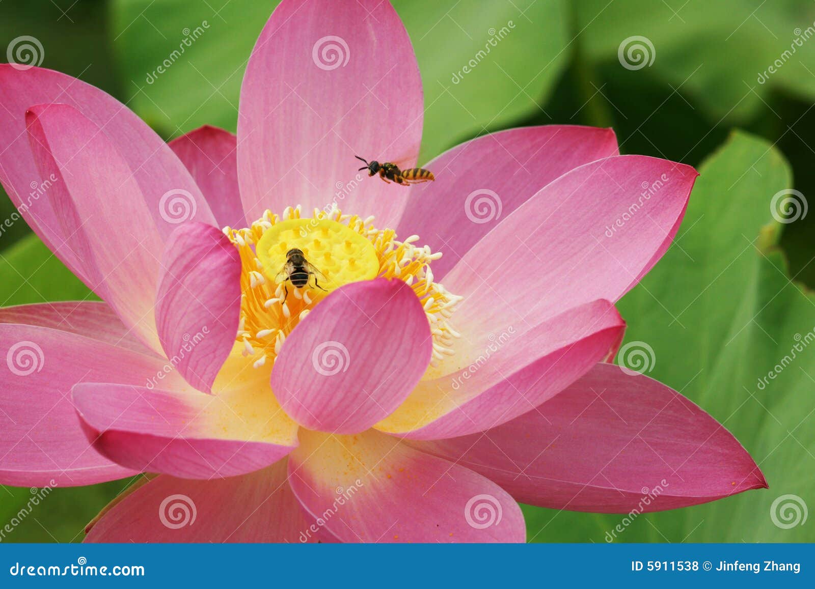Wasps on Pink Lotus Flower stock photo. Image of blossom - 5911538