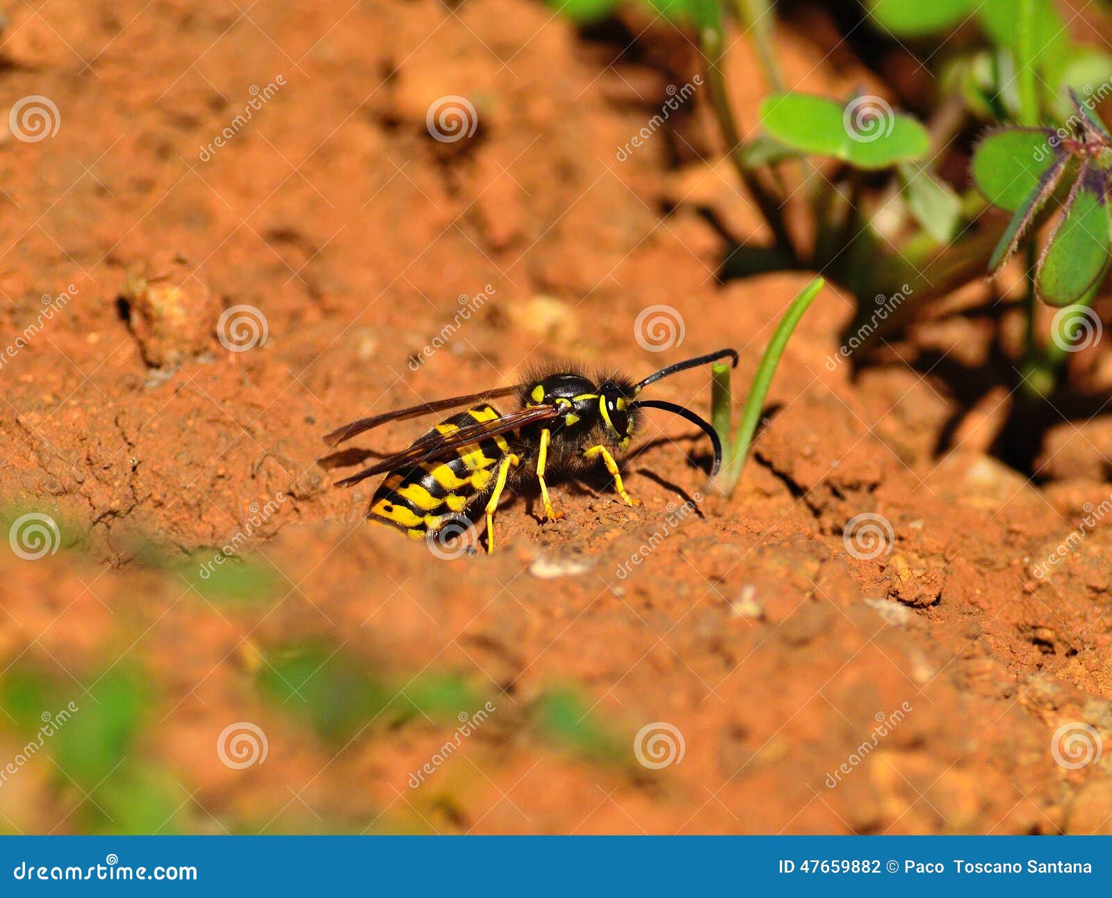Wasps on the Soil Around the Nest Stock Photo - Image of common, ground ...