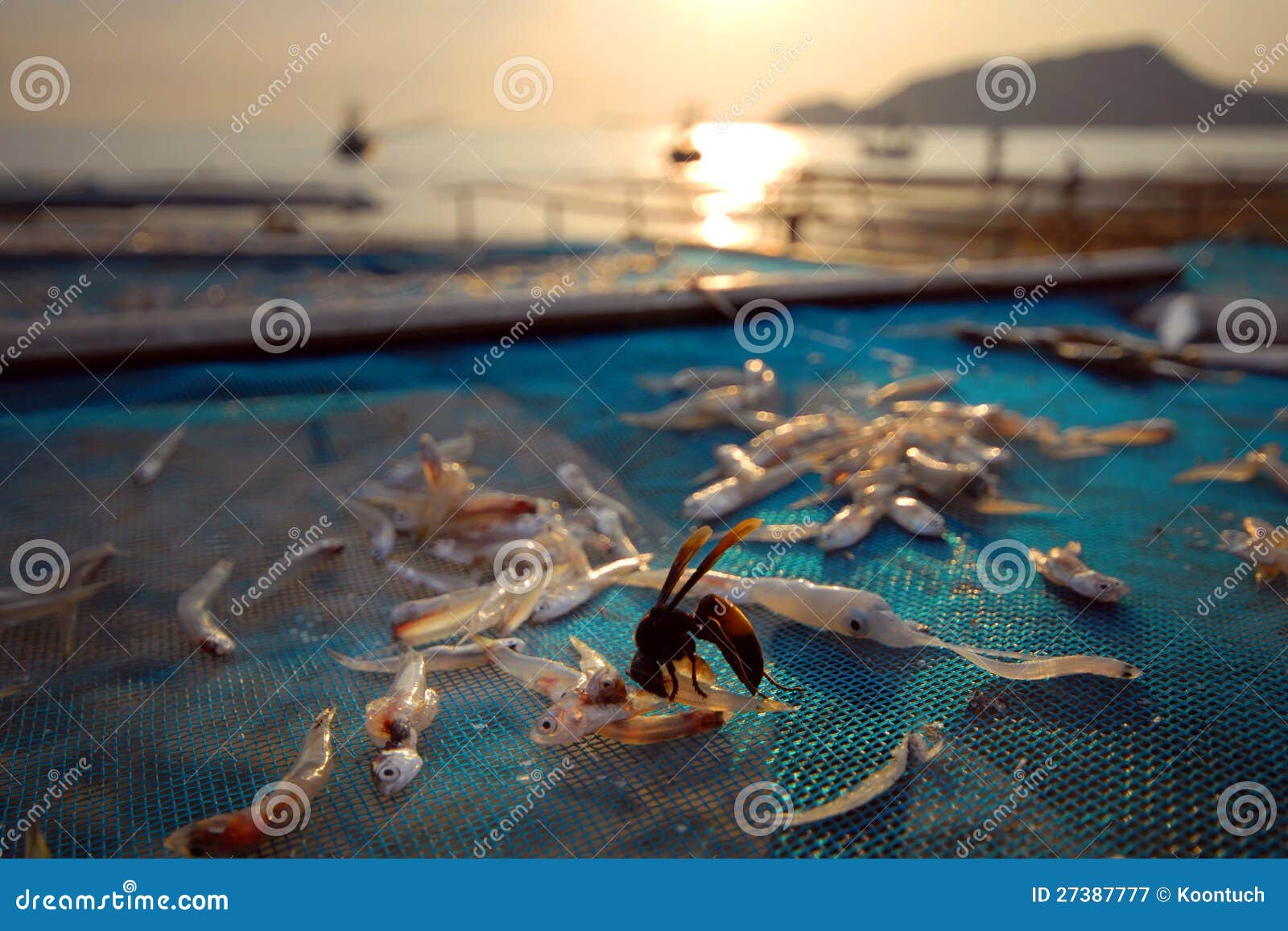 Wasps stealing fish dry. stock image. Image of prachuap - 27387777
