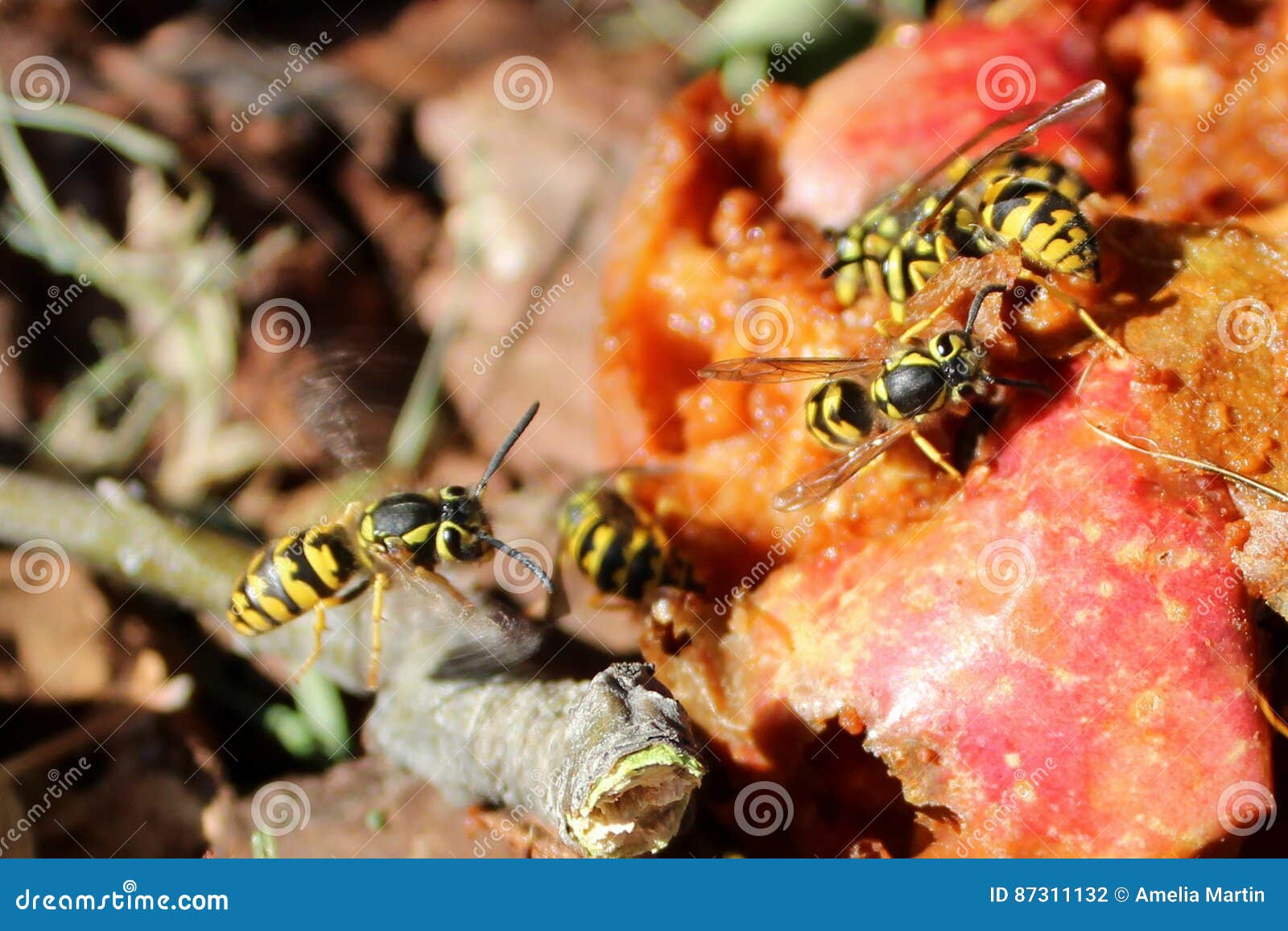 Wasps Swarming a Rotting Apple Stock Photo - Image of insect, flight ...