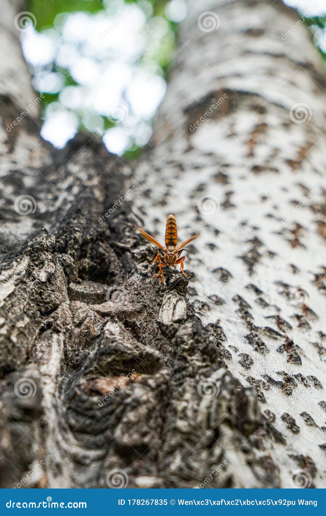 Wasp wasp on a tree trunk stock image. Image of texture - 178267835