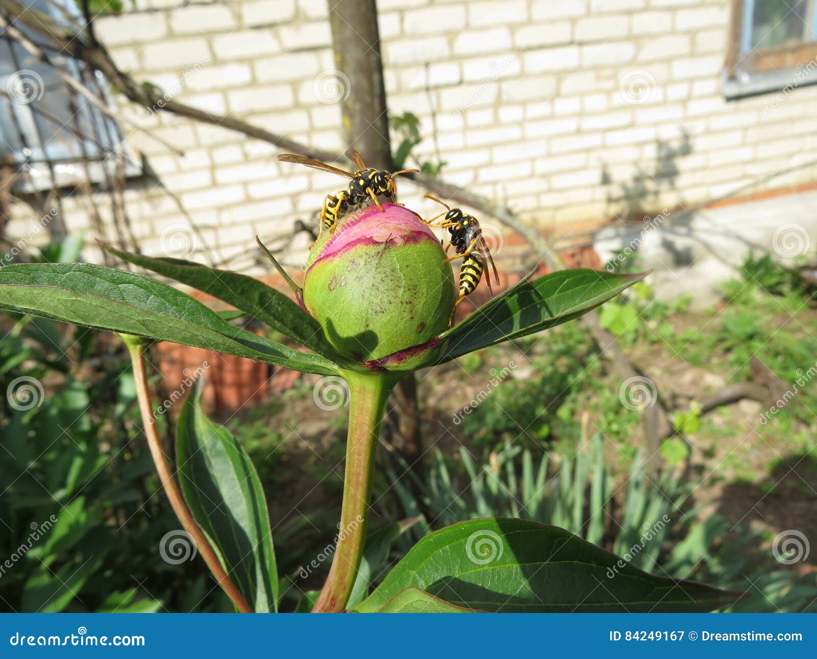 Wasps stock image. Image of wasp, striped, nectar, sitting - 84249167