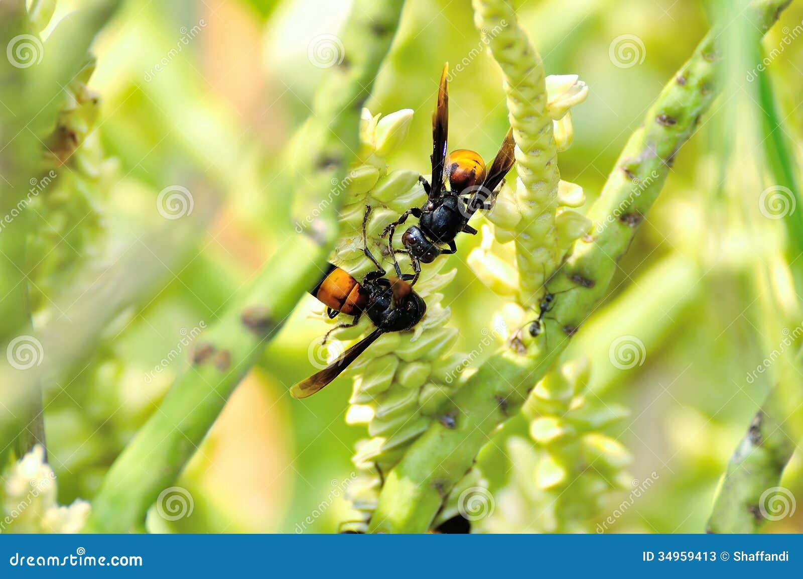 Wasps or Vespa affinis stock image. Image of danger, macro - 34959413