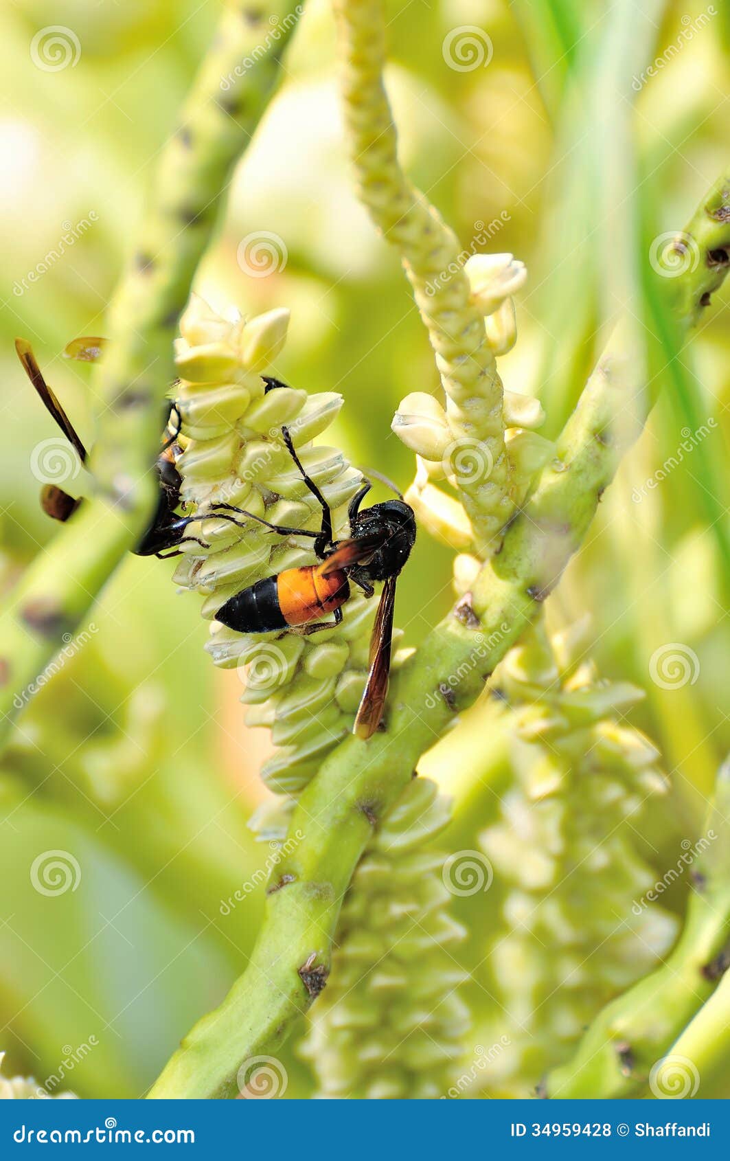Wasps or Vespa affinis stock photo. Image of danger, detail - 34959428
