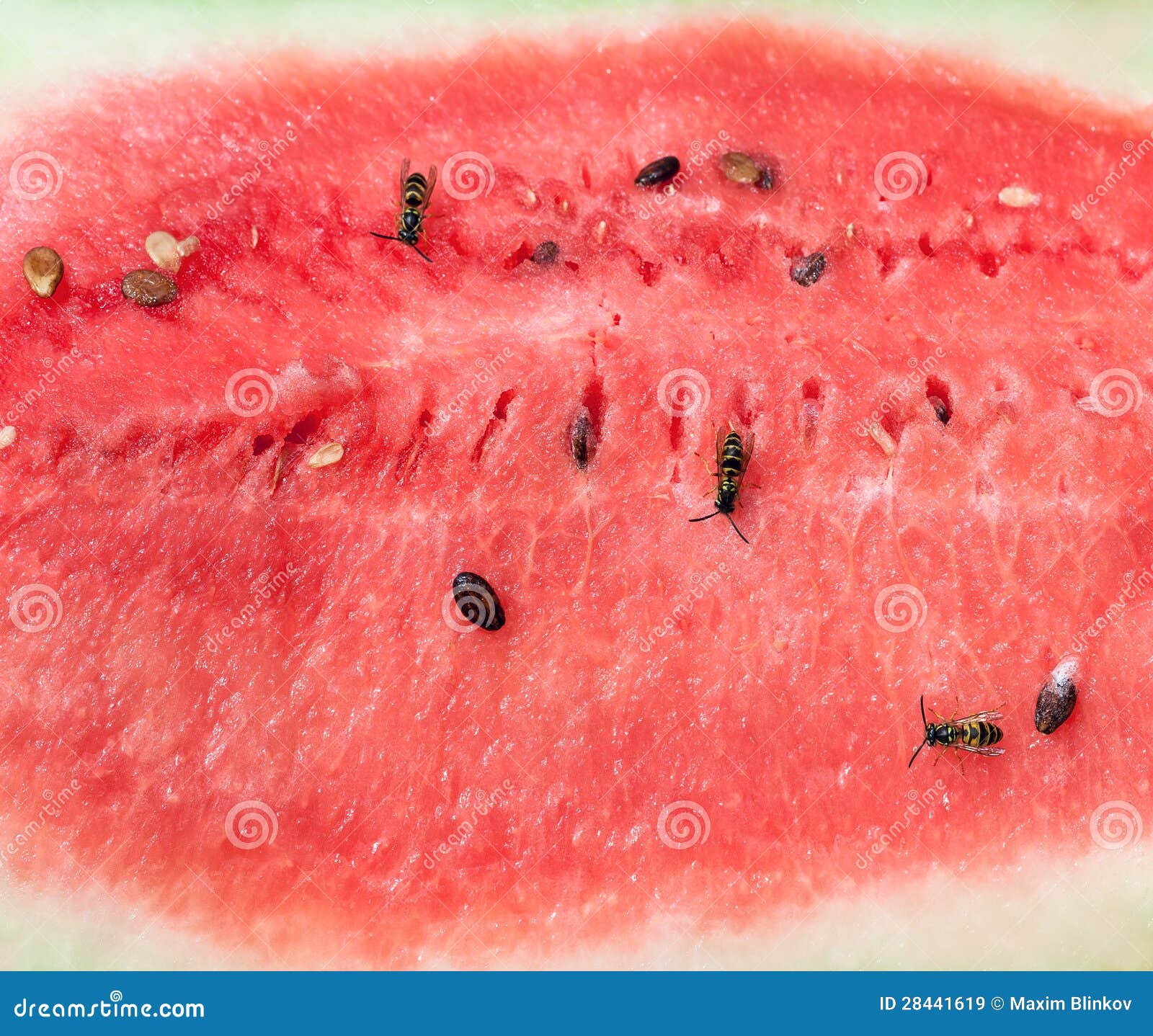 Wasps on watermelon stock image. Image of sugar, insect - 28441619