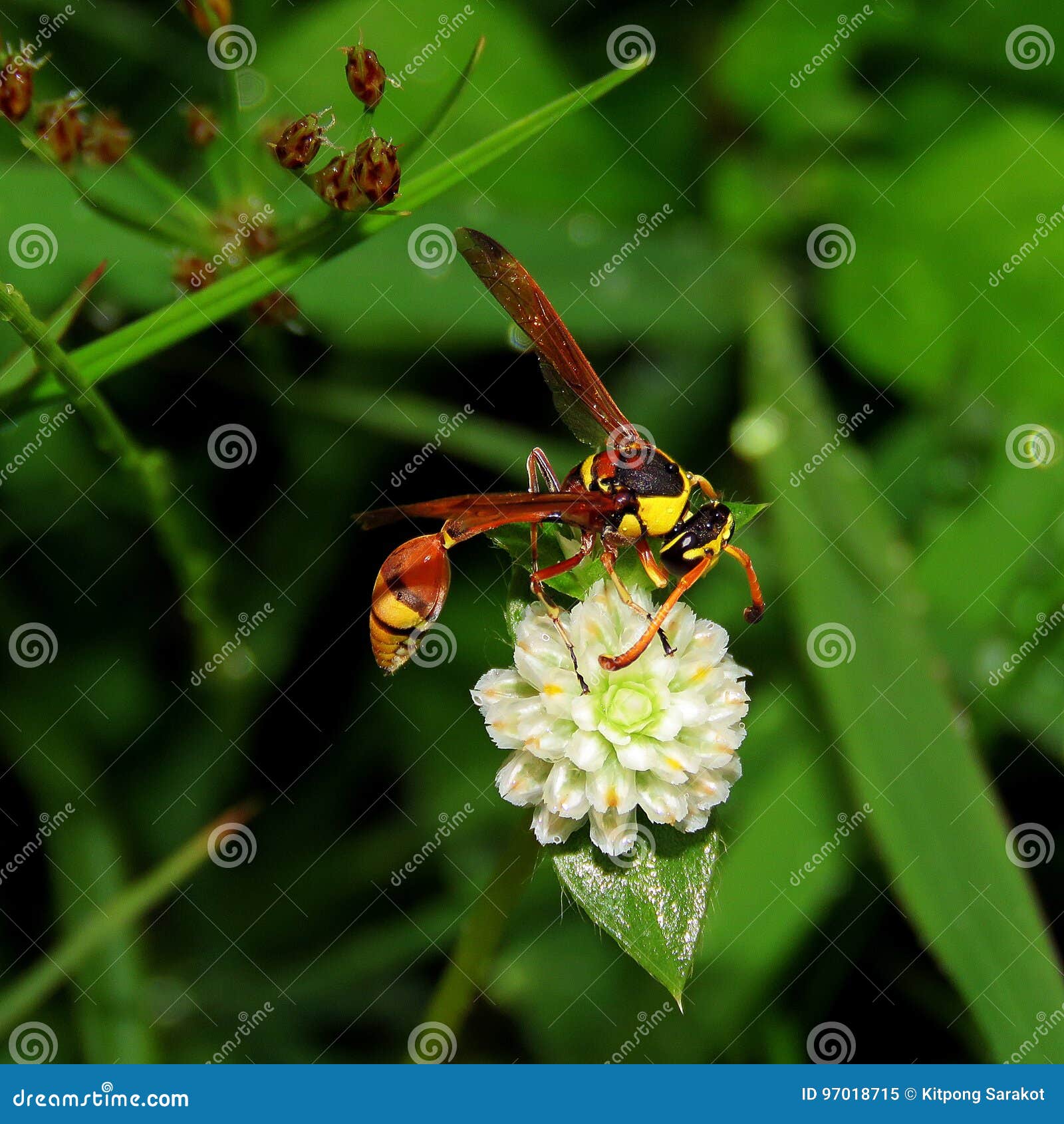 Wasps with White Flowers in Grass Forest Stock Image - Image of pieris ...