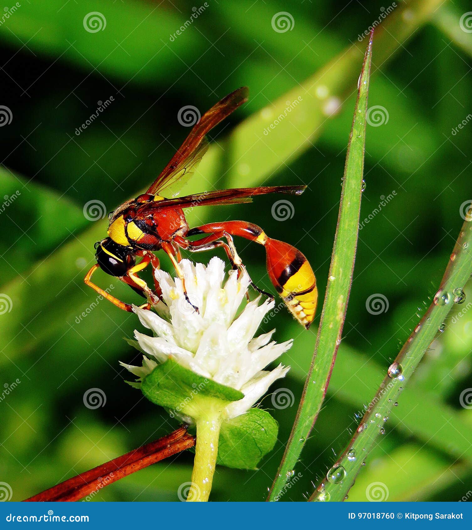 Wasps with White Flowers in Grass Forest Stock Photo - Image of moth ...