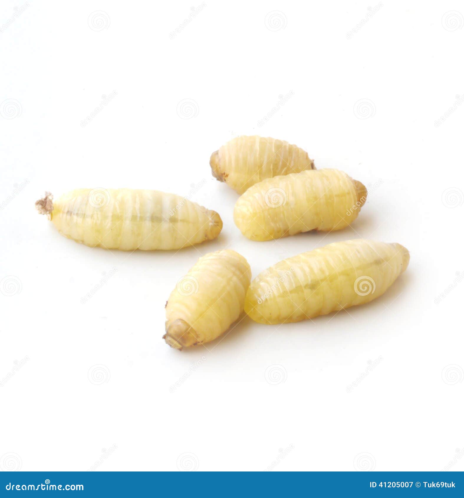 Wasps worm stock image. Image of baby, caterpillars, pest - 41205007