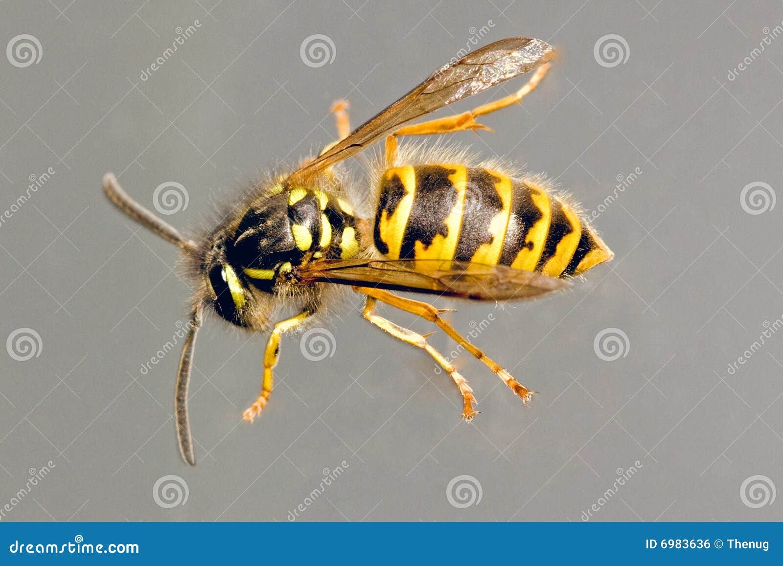 Waspy stock photo. Image of insects, animals, creatures - 6983636