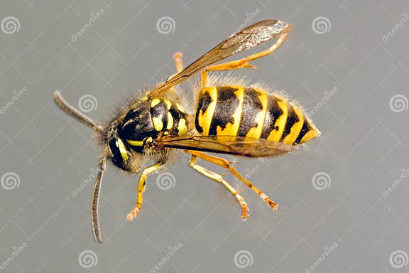 Waspy stock photo. Image of insects, animals, creatures - 6983636