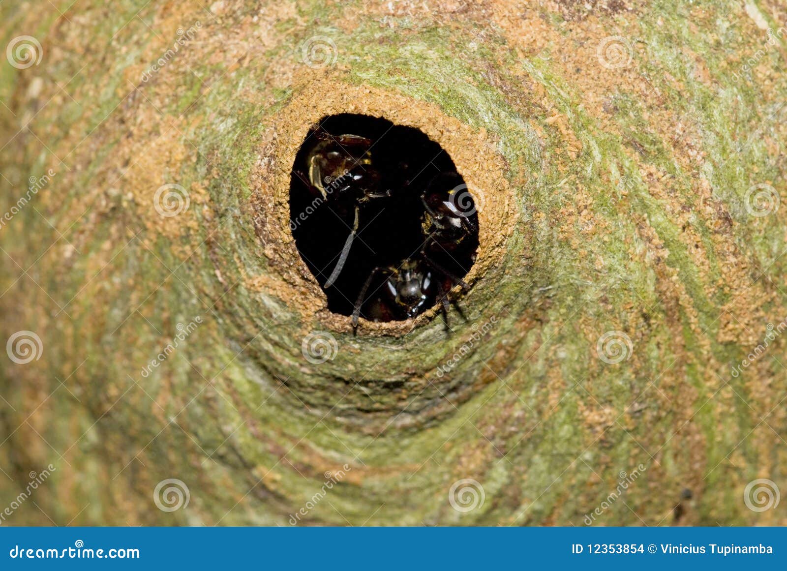 Waspy House stock photo. Image of danger, wild, waspy - 12353854