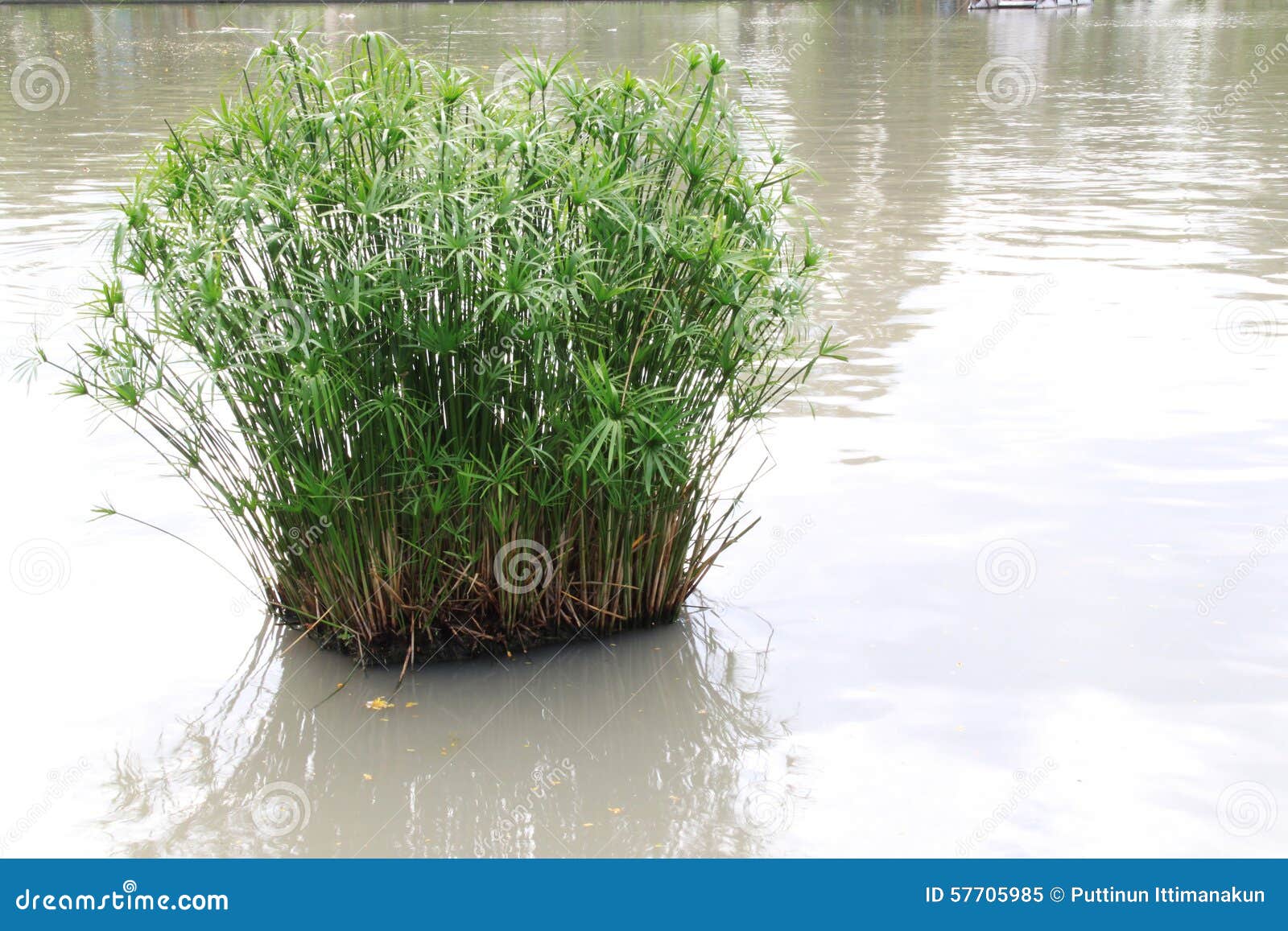 Wassergras im See stockbild. Bild von schön, betrieb - 57705985