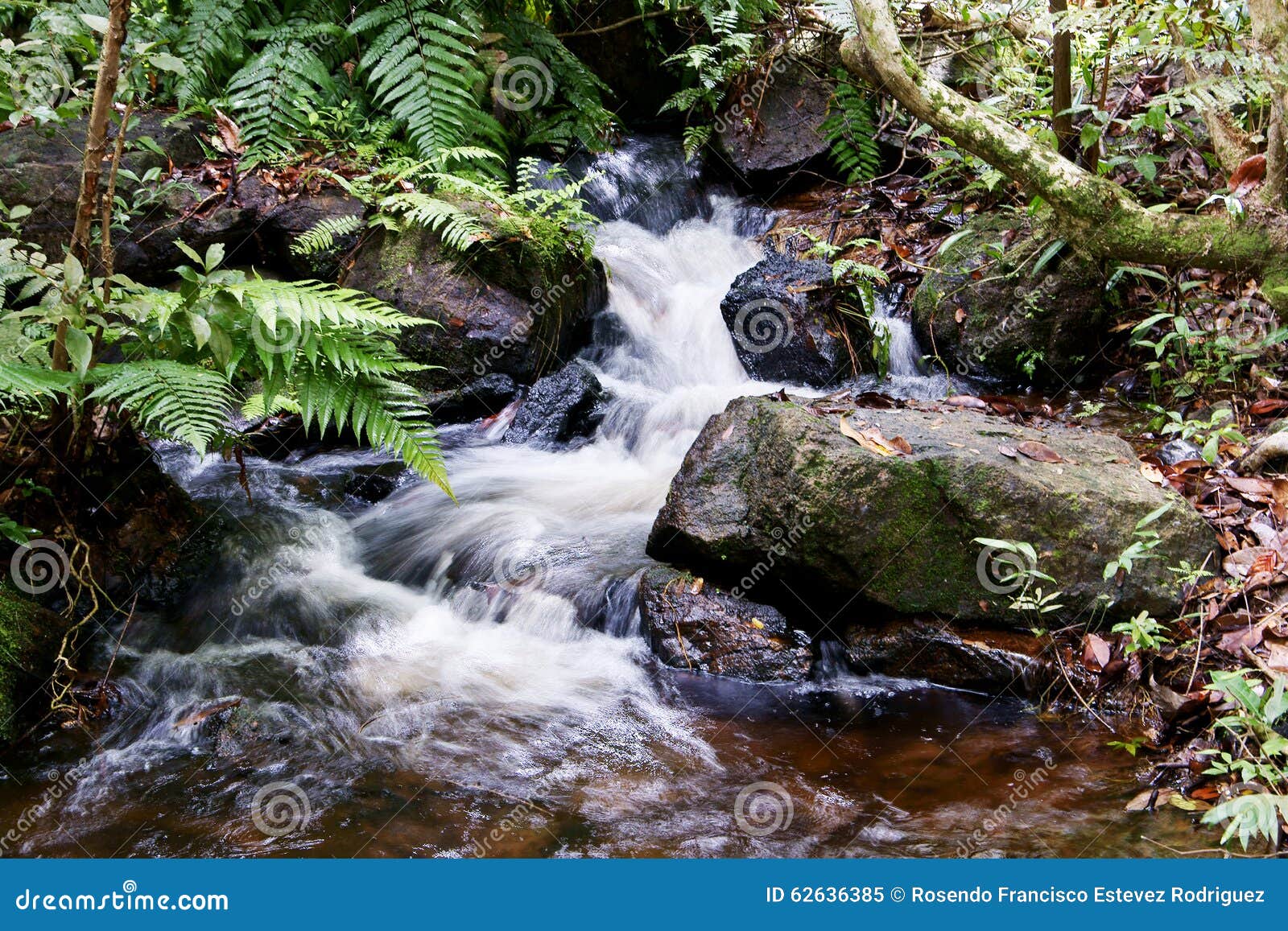 Wasserquelle stockbild. Bild von wald, brunnen, amerika - 62636385