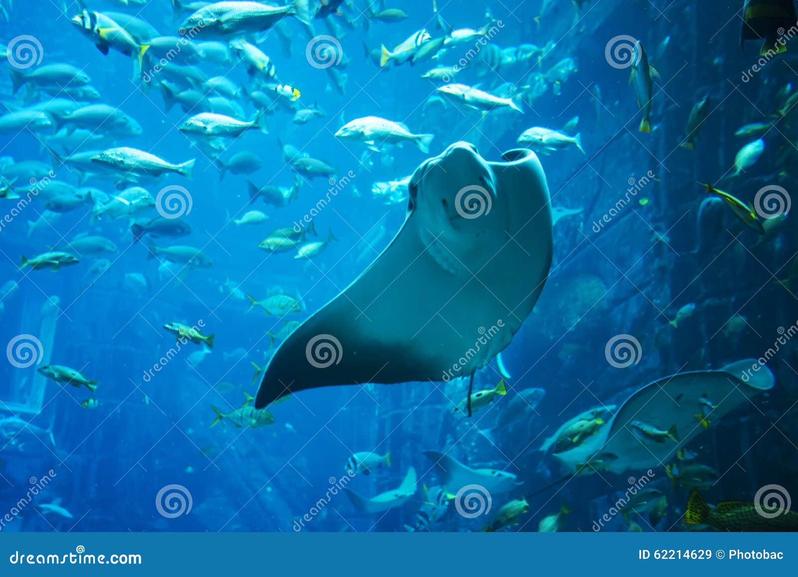 Wassertiere in Einem Enormen Aquarium Stockbild - Bild von araber ...