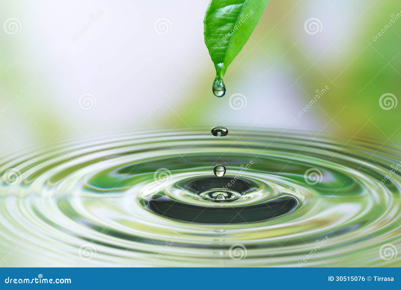 Wassertropfen auf Blatt stockfoto. Bild von kugel, blau - 30515076