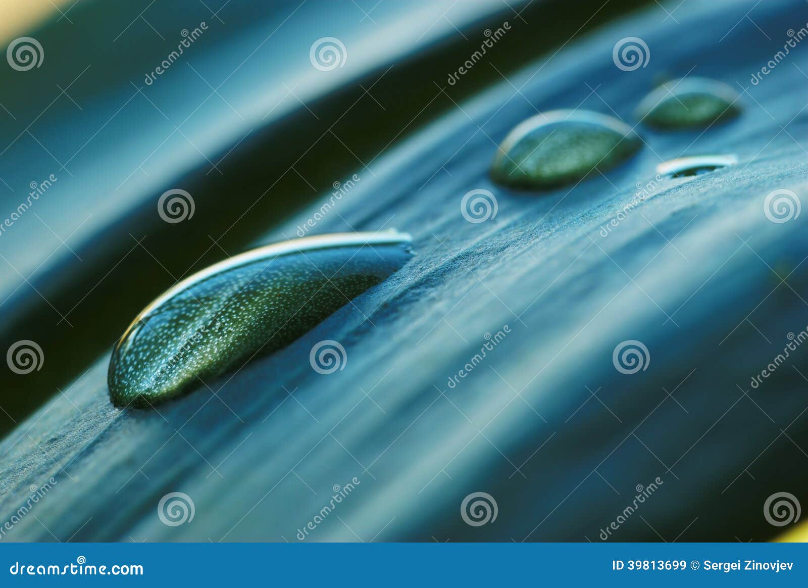 Wassertropfen auf Blatt stockbild. Bild von tropfen, kondensation ...
