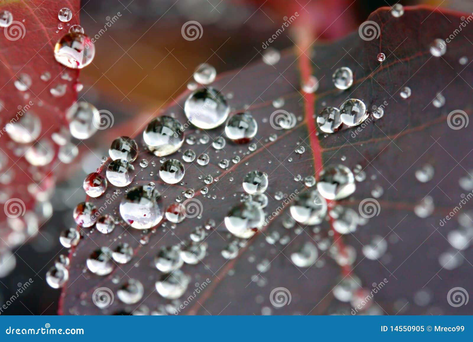 Wassertropfen Auf Einer Cotinusanlage Stockbild - Bild von blätter ...