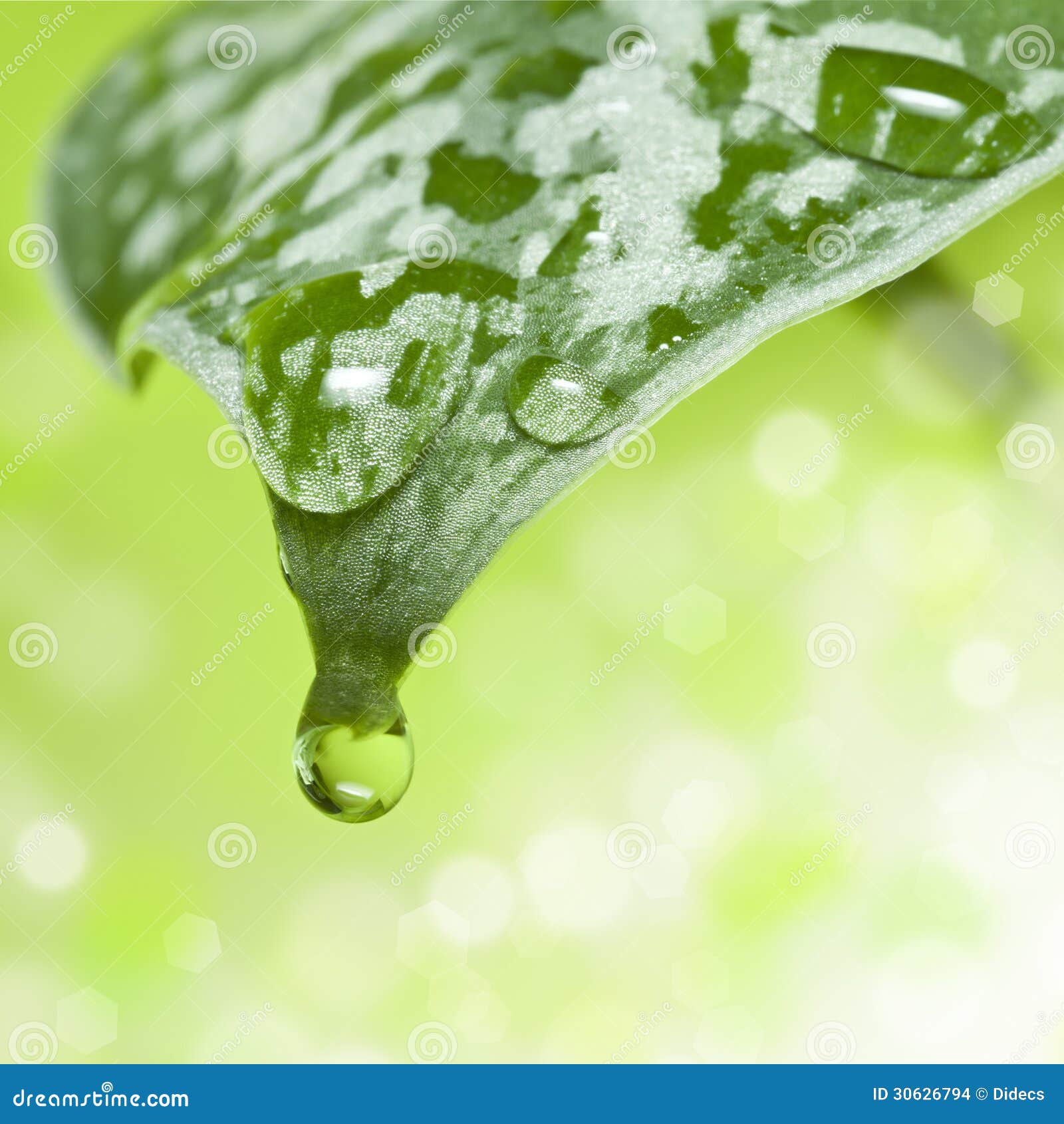 Wassertropfen, Der Vom Grünen Blatt Fällt Stockfoto - Bild von gelb ...