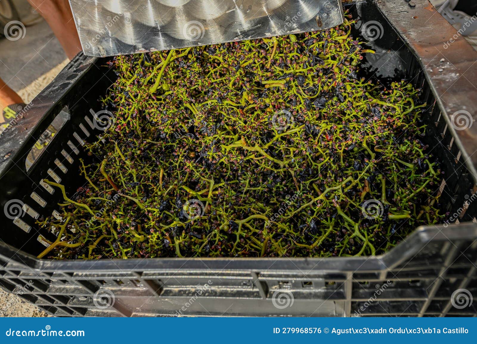 Waste Box from a Grape Destemming Machine. Stock Photo - Image of puree ...