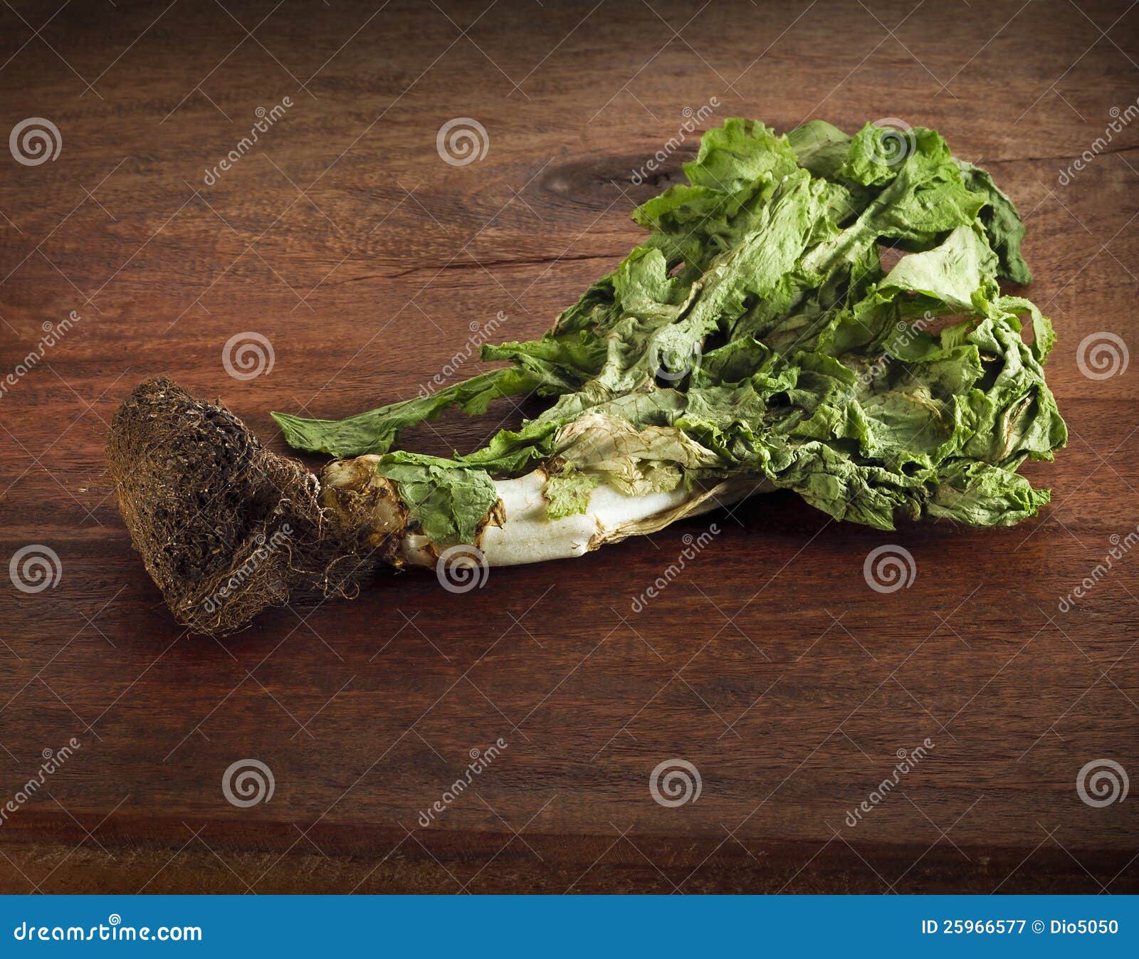 Waste of food stock image. Image of leaves, wasted, damaged - 25966577