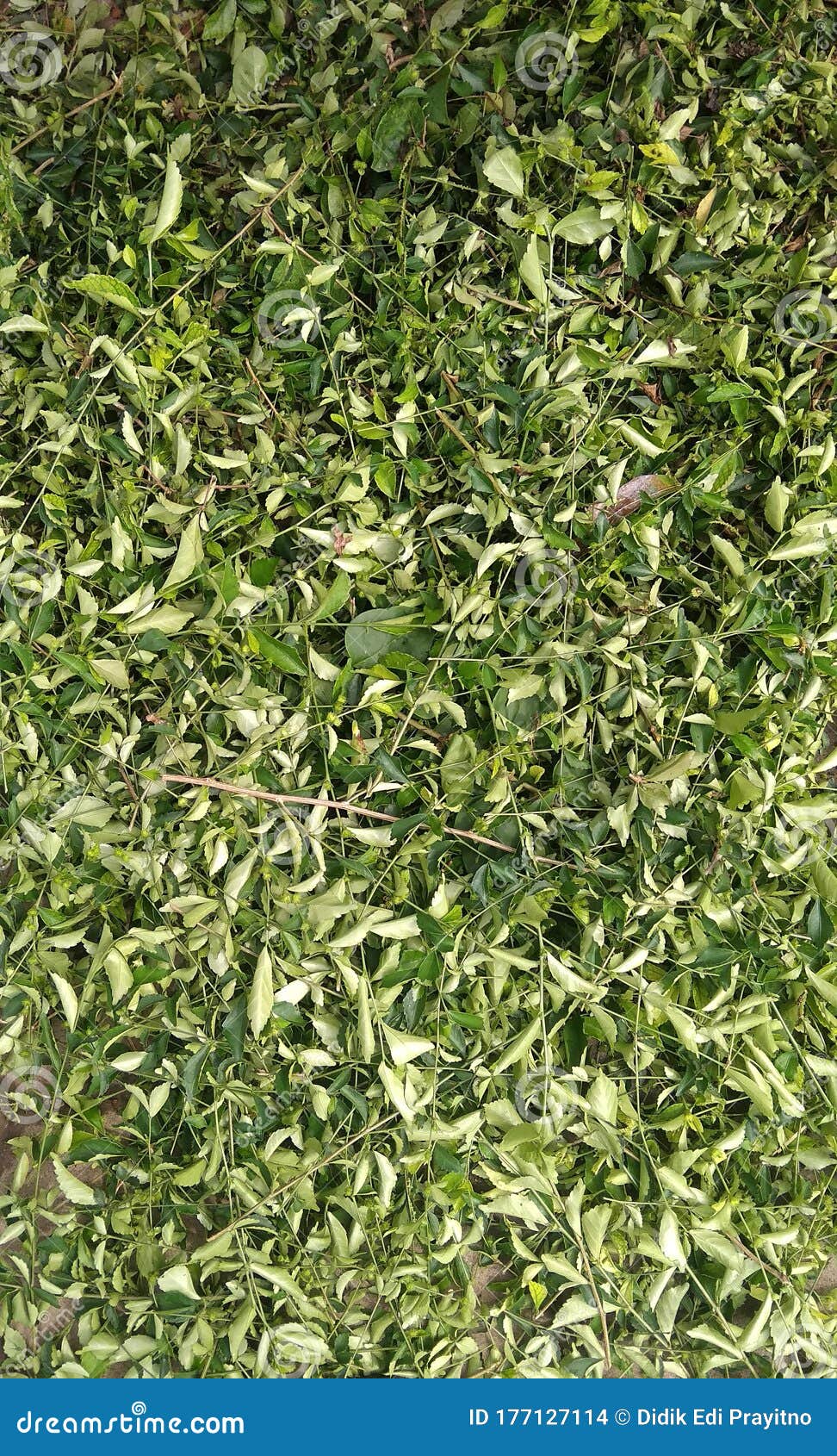 Waste of leaf stock photo. Image of trees, green, leaf - 177127114