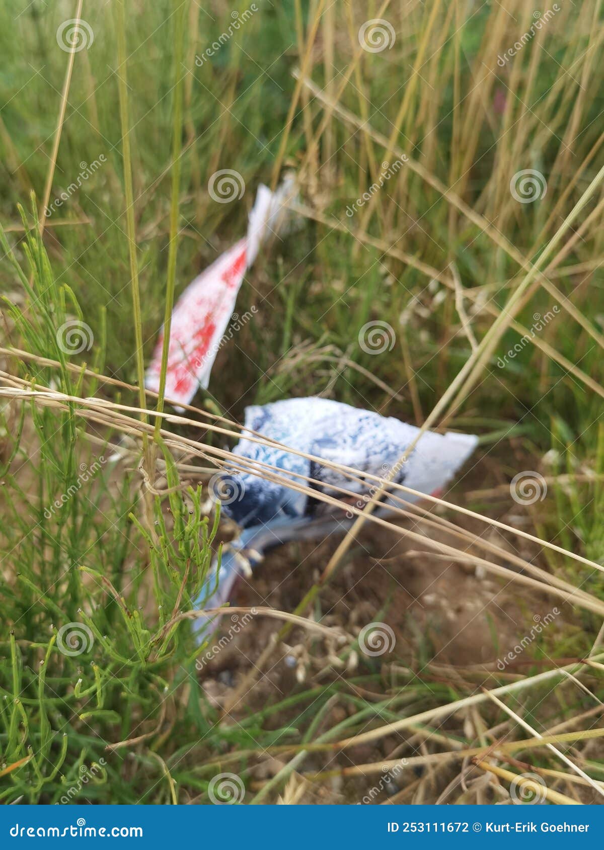 Waste in nature stock photo. Image of leaf, lawn, flower - 253111672