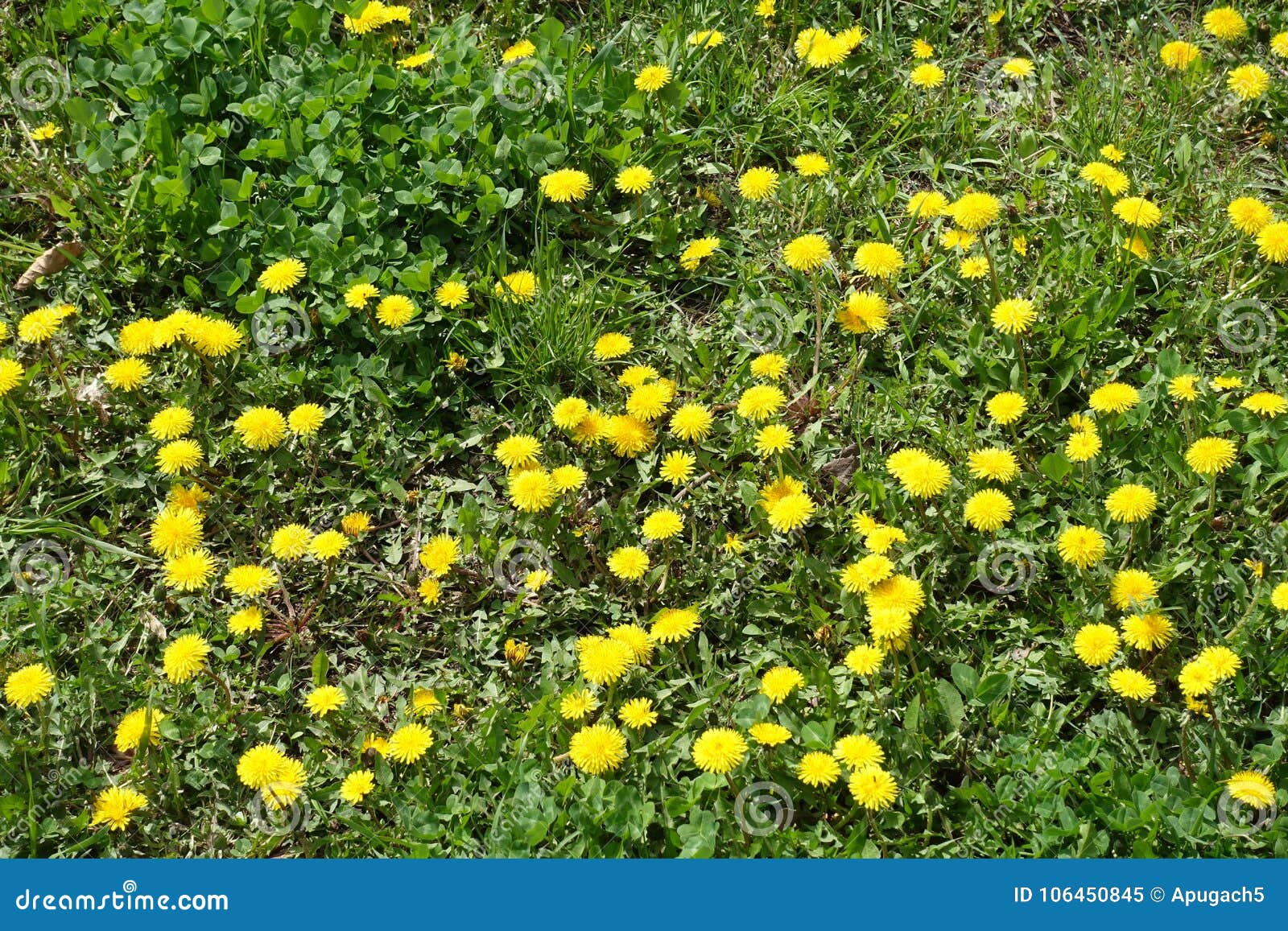 Waste Plot of Land with Dandelions Stock Image - Image of flora, flower ...