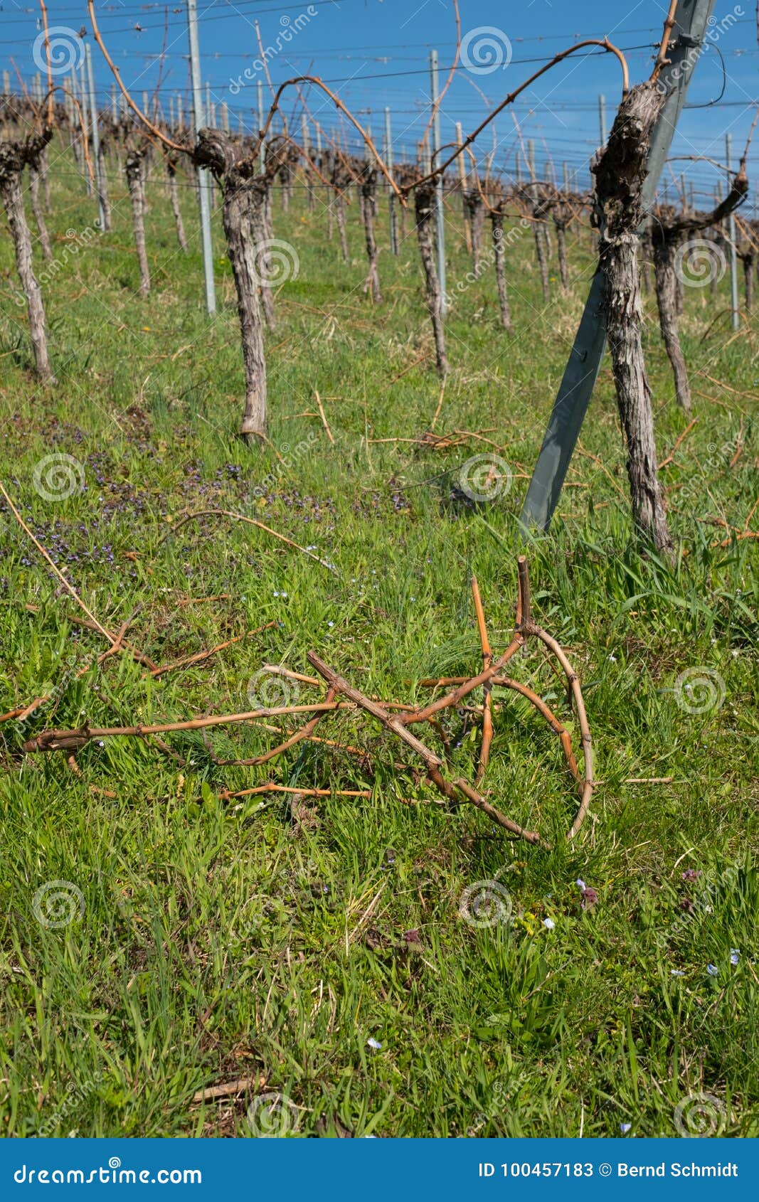Waste of Pruning in a Vineyard Stock Image - Image of spring, green ...