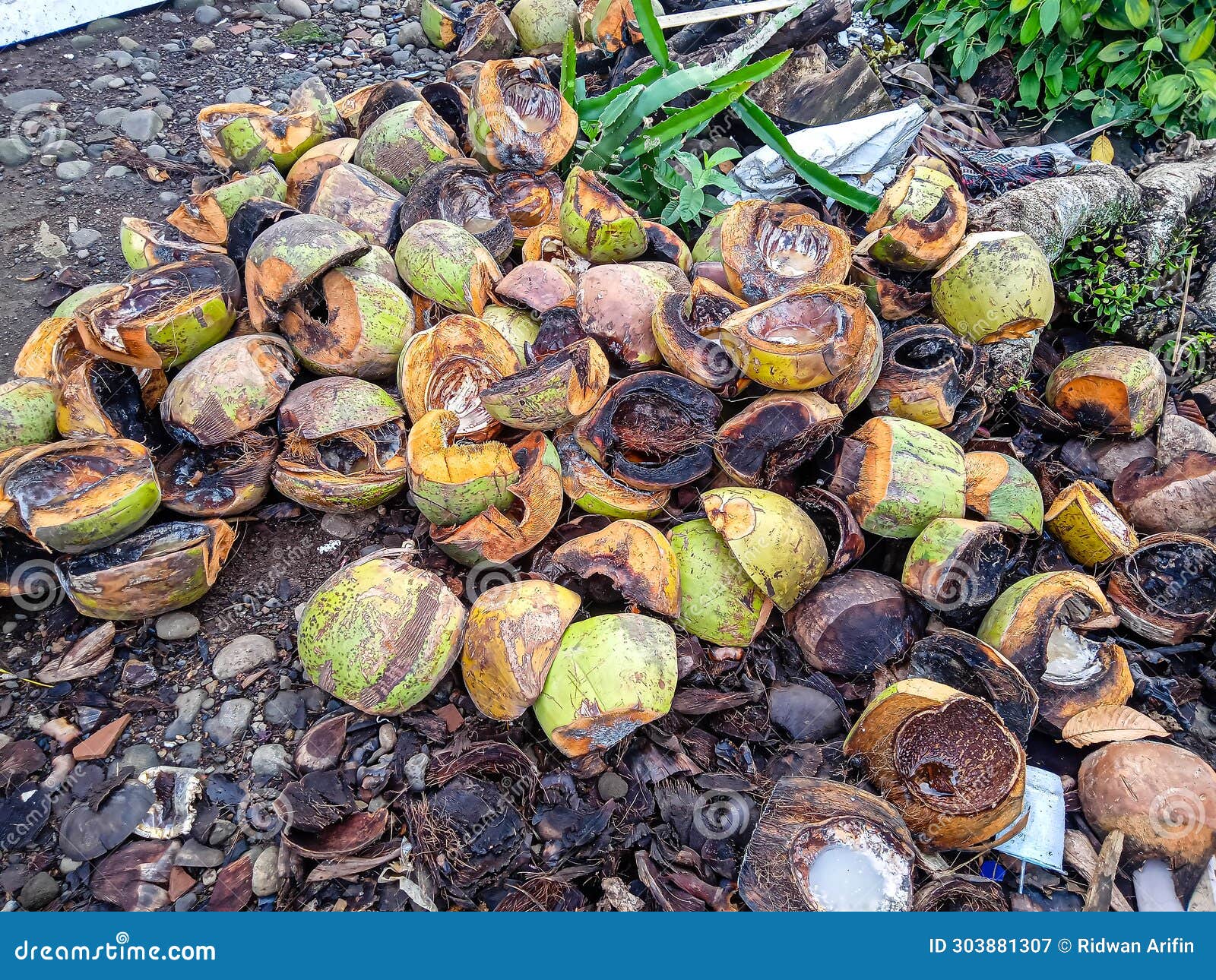 Waste of Unused Coconut Shells on the Ground Stock Image - Image of ...